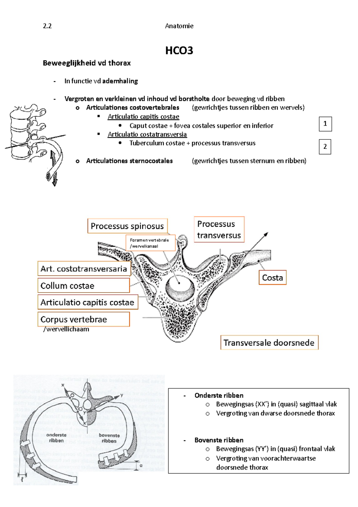 Schijf 1, Module 2; HCO3 - HCO Beweeglijkheid vd thorax - In functie vd ...