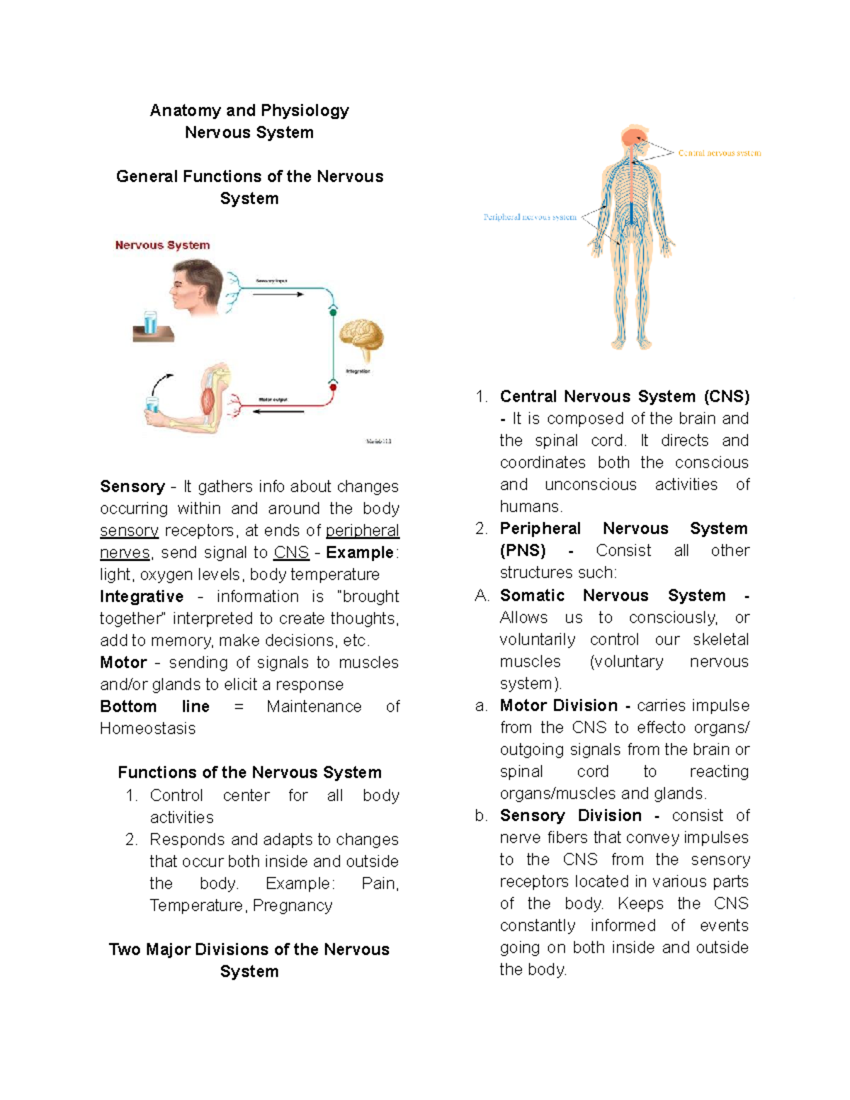 Anaphy-Nervous-System - Anatomy and Physiology Nervous System General ...