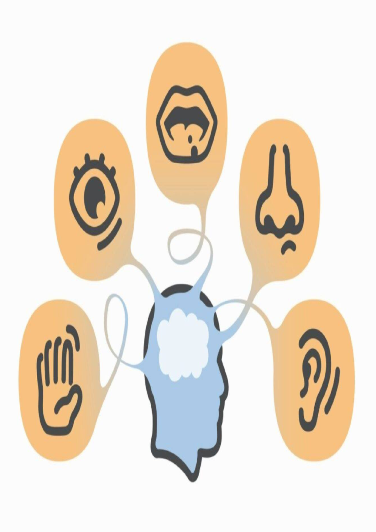 Sensibilità Generale E GLI Organi DI Senso - G P G P Noi abbiamo 5 ...