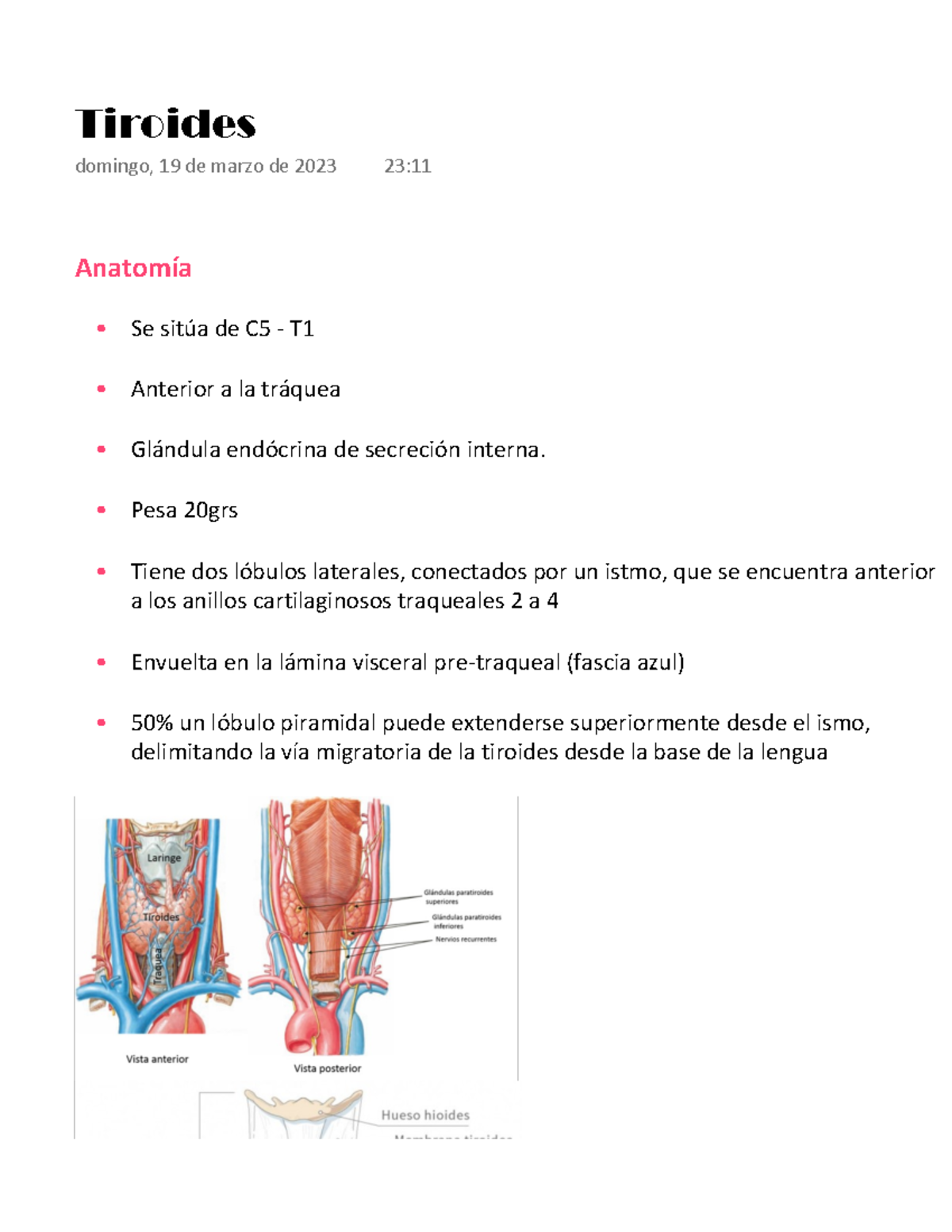 Tiroides - Anatomía Se sitúa de C5 - T Anterior a la tráquea Glándula endócrina de secreción ...