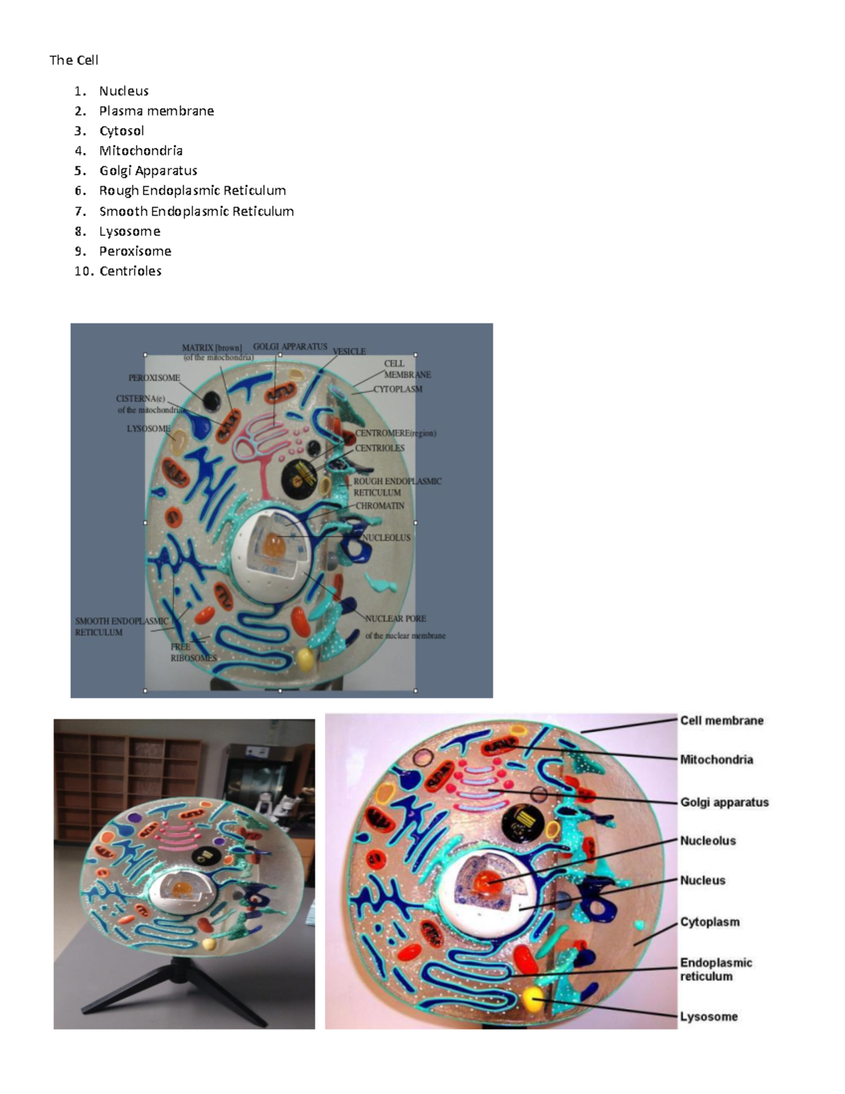 BSC2085 Practicum I Review Spring 2018 - The Cell Nucleus Plasma ...