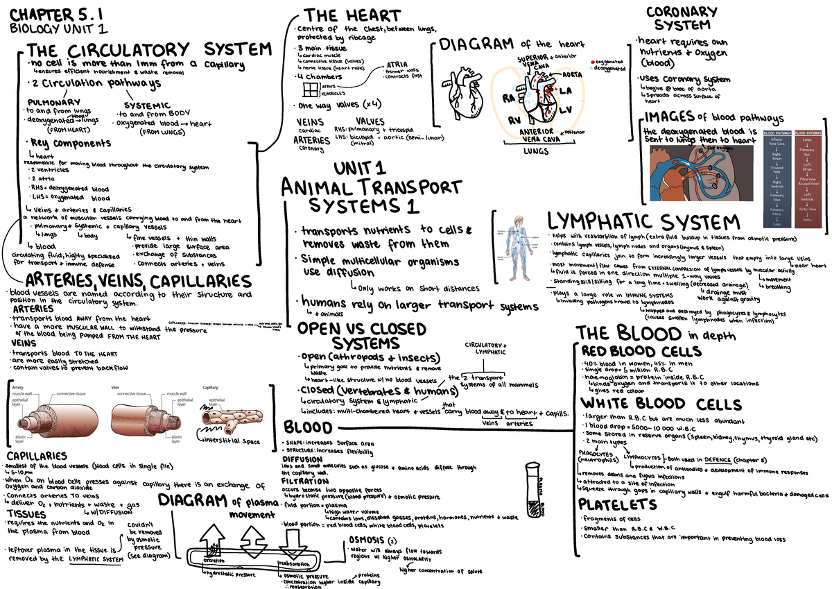 Biology mindmap 4 - CHAPTER 5 THE HEART CORONARY BIOLOGY UNIT 1 centre ...