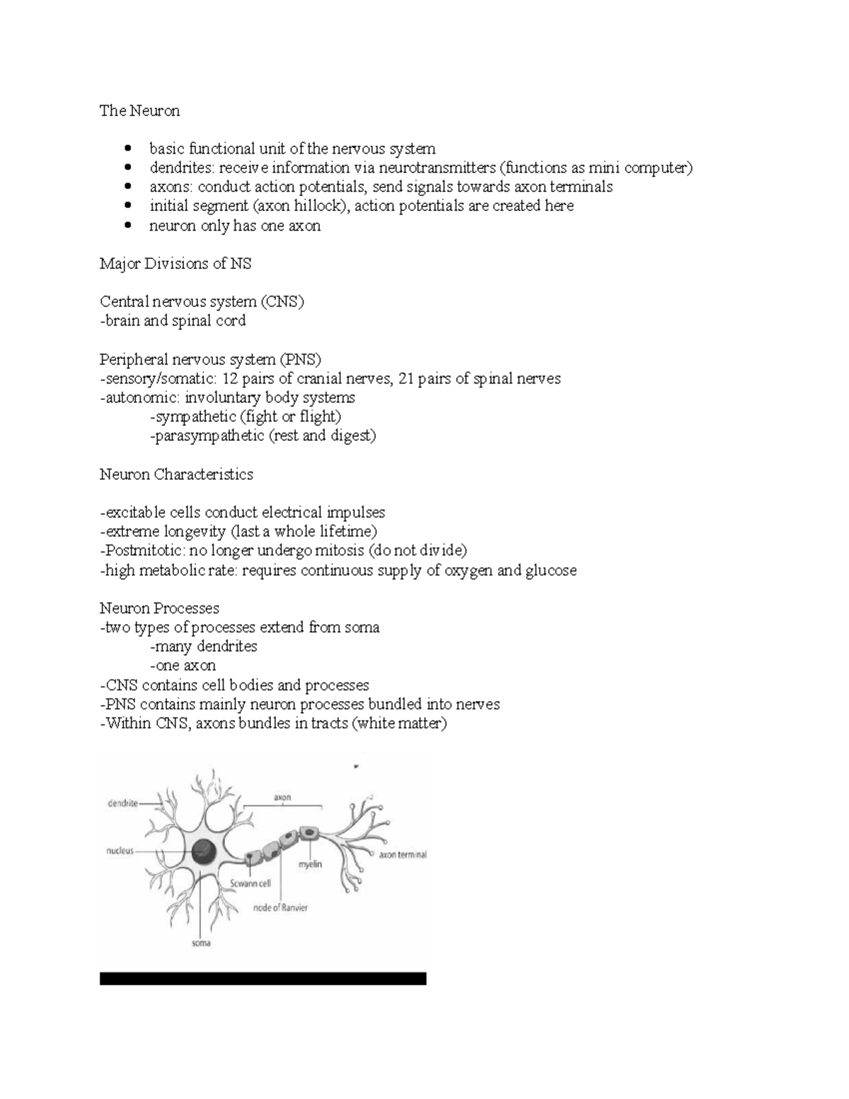 Lecture 5-Fundamentals of the Nervous System - The Neuron basic ...