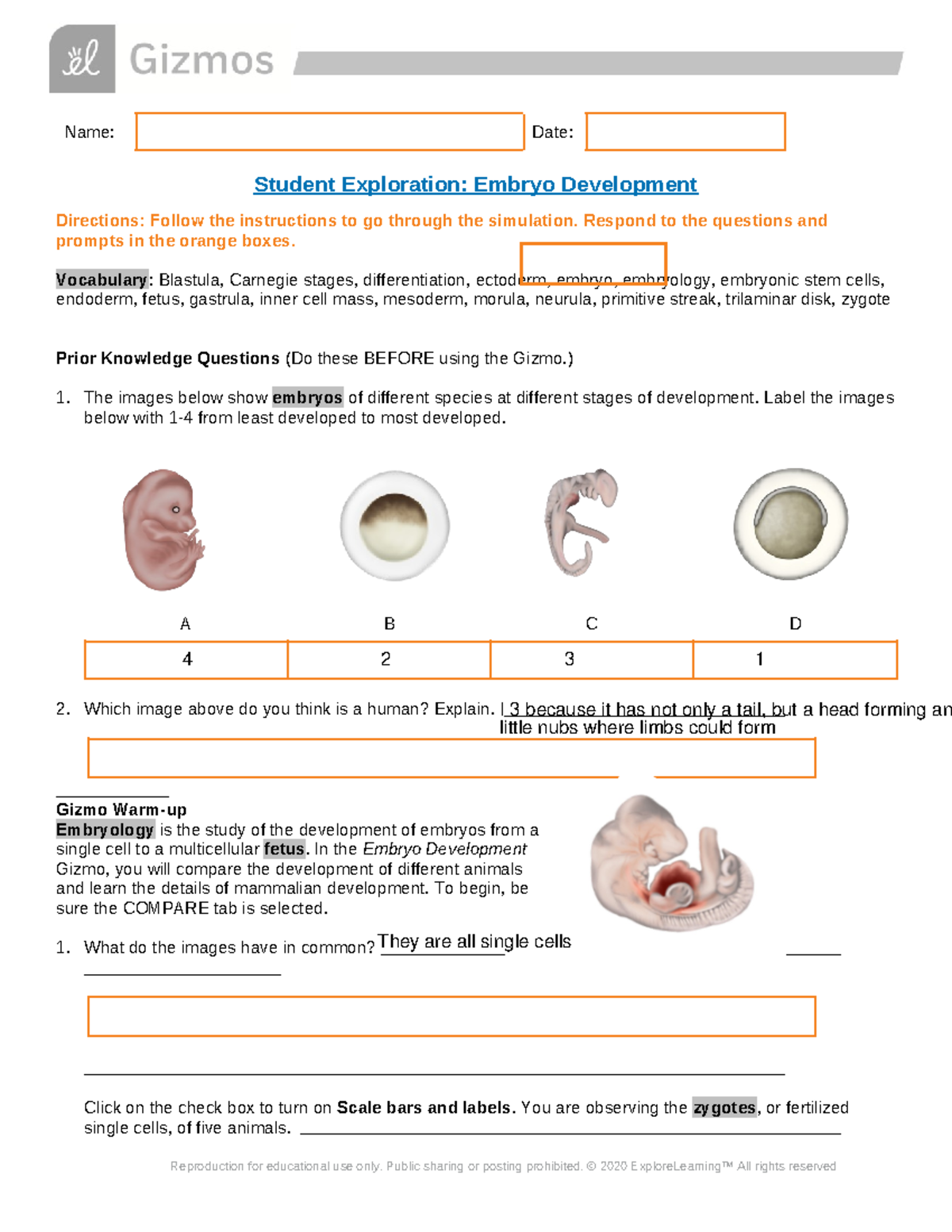 Copy of Embryo Development SE - Name: Date: Student Exploration: Embryo ...