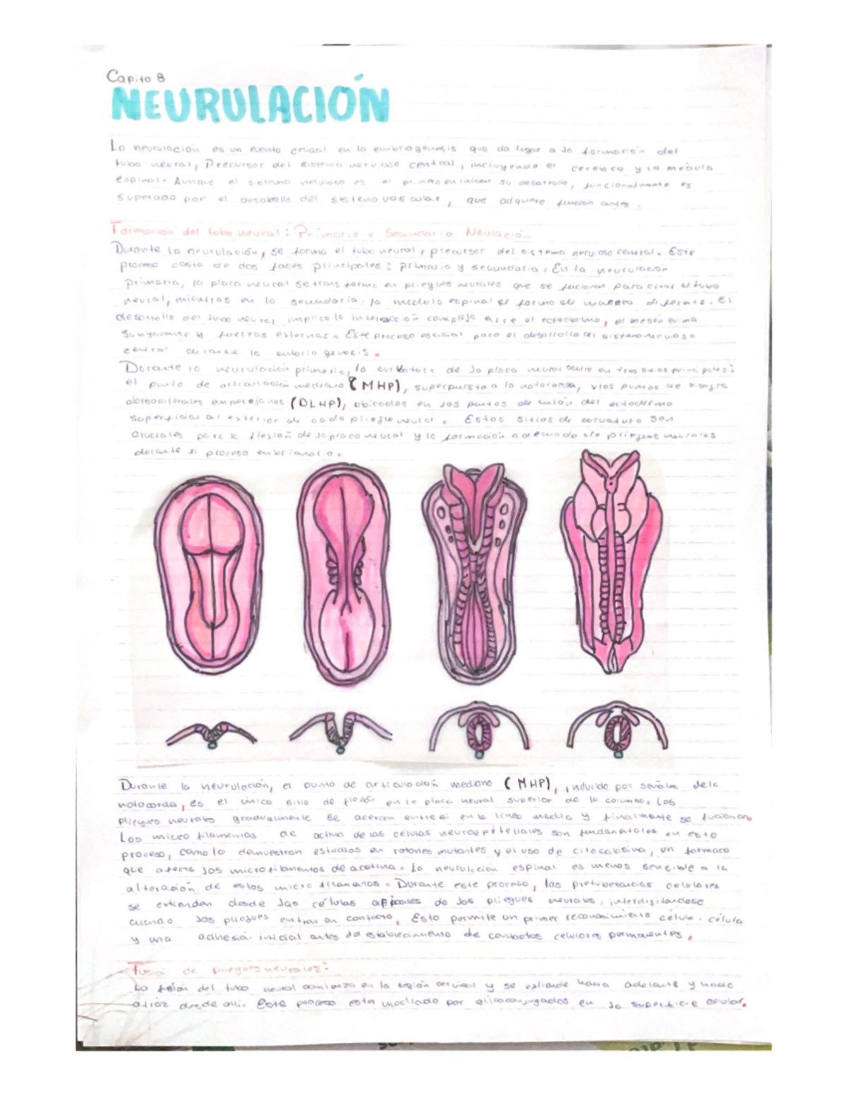 Neurulacion - Embriología - Studocu