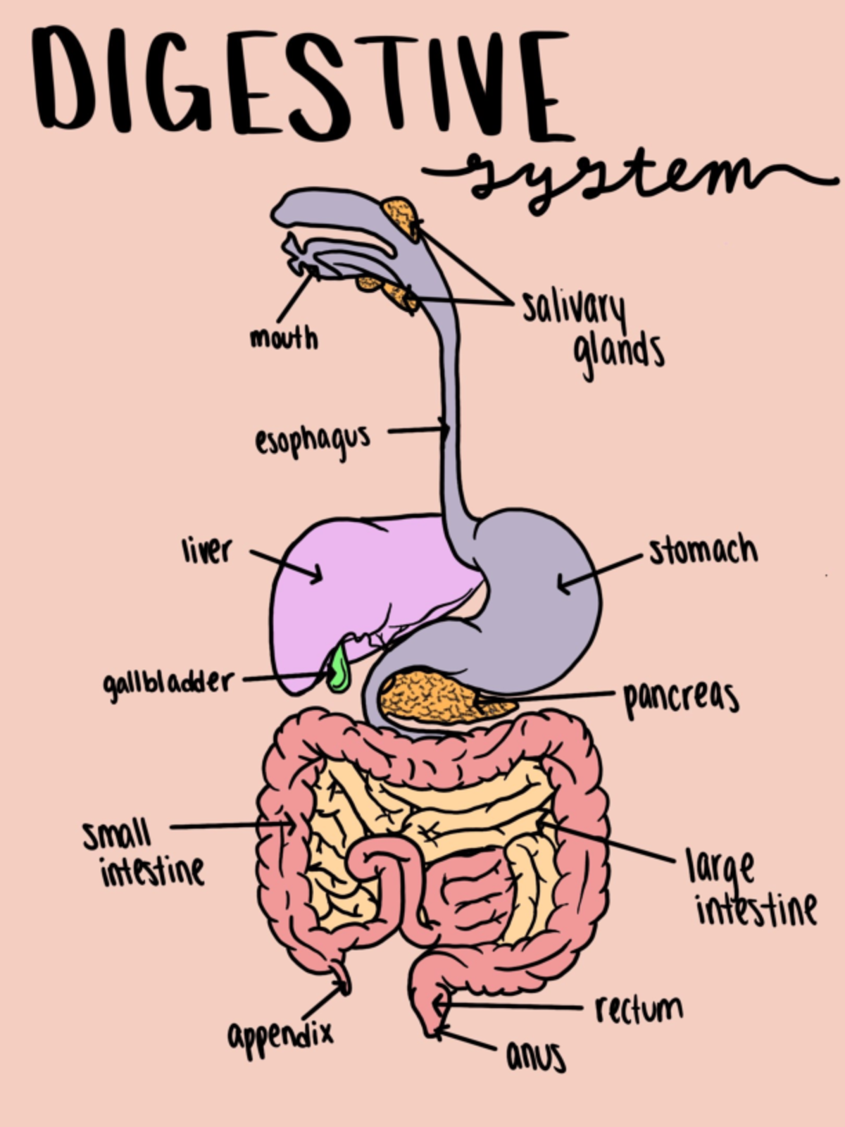 Digestive System - the digestive system I complex to simple protein ...
