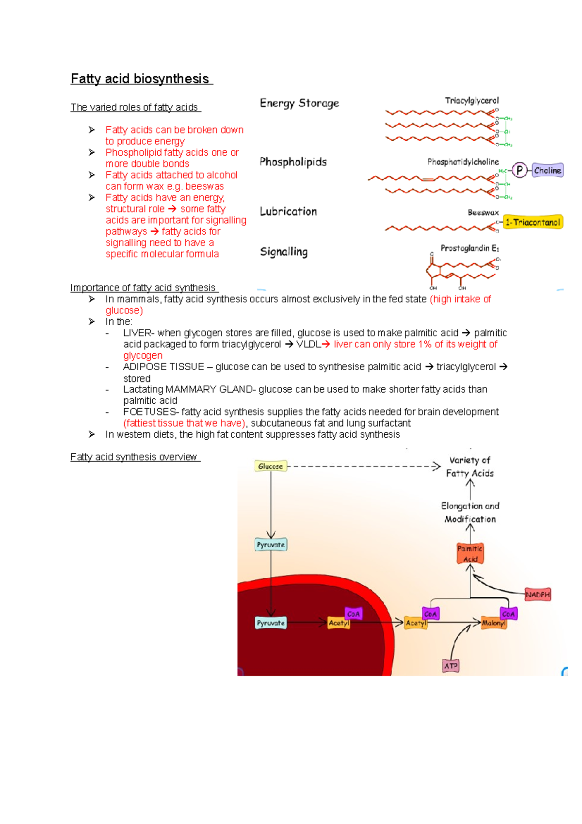 Fatty acid biosynthesis - beeswas Fatty acids have an energy ...