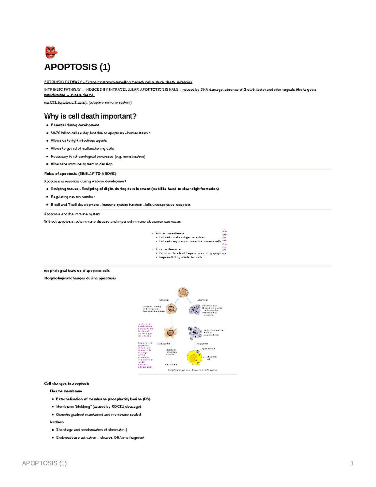 Apoptosis - Notes are complete - h APOPTOSIS (1) EXTRINSIC PATHWAY ...
