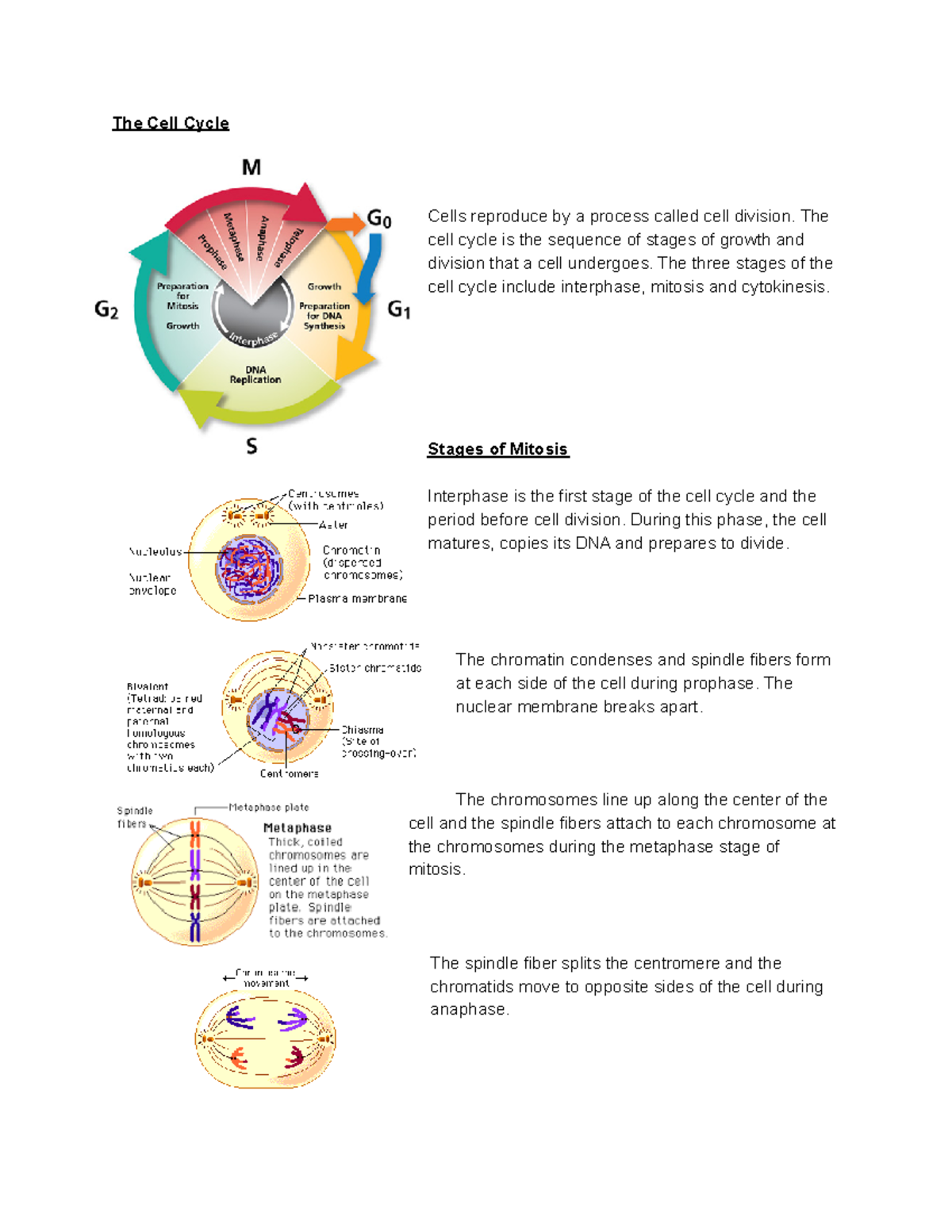 Mitosis new path learning flip charts - The Cell Cycle Cells reproduce ...