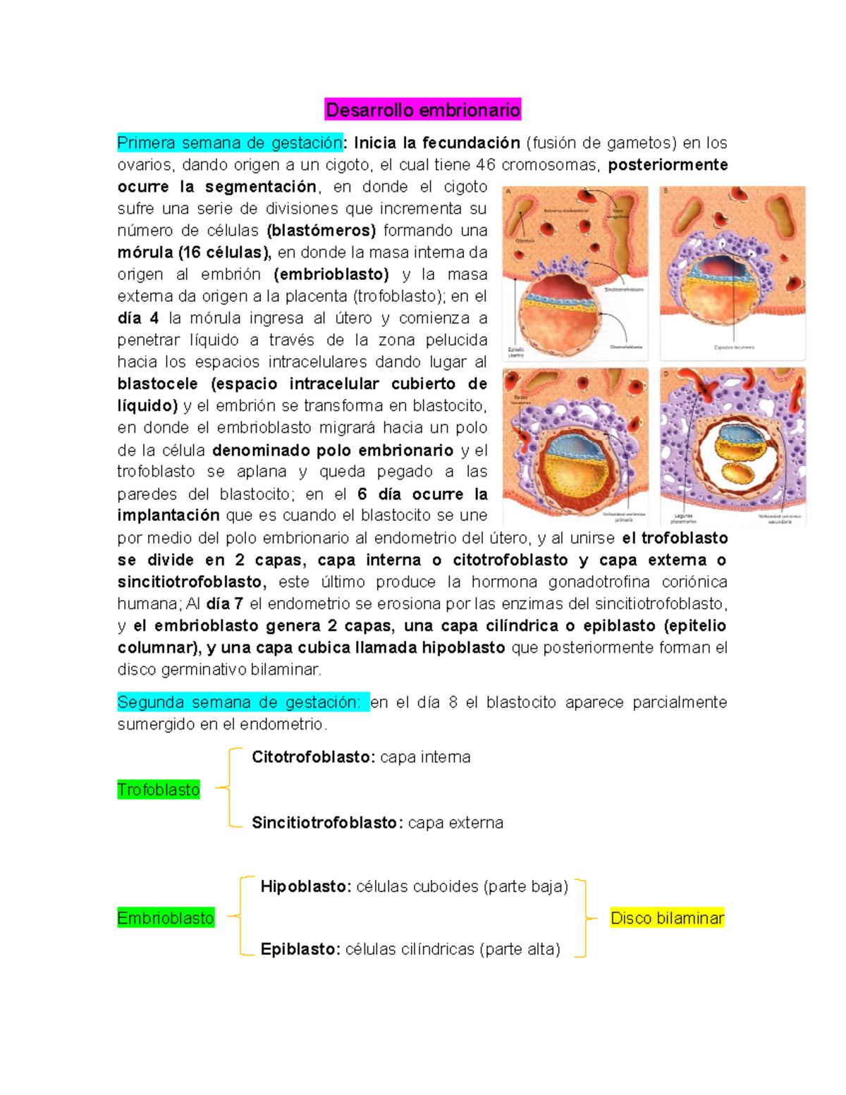 Desarrollo embrionario 1 - Desarrollo embrionario Primera semana de ...