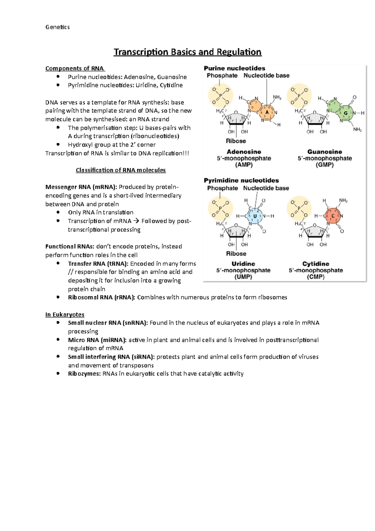 Transcription Basics and Regulation - notes - Transcription Basics and ...