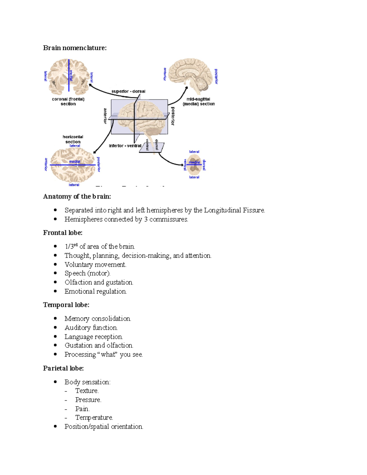 Lecture 1 Notes - Brain nomenclature: Anatomy of the brain: Separated ...