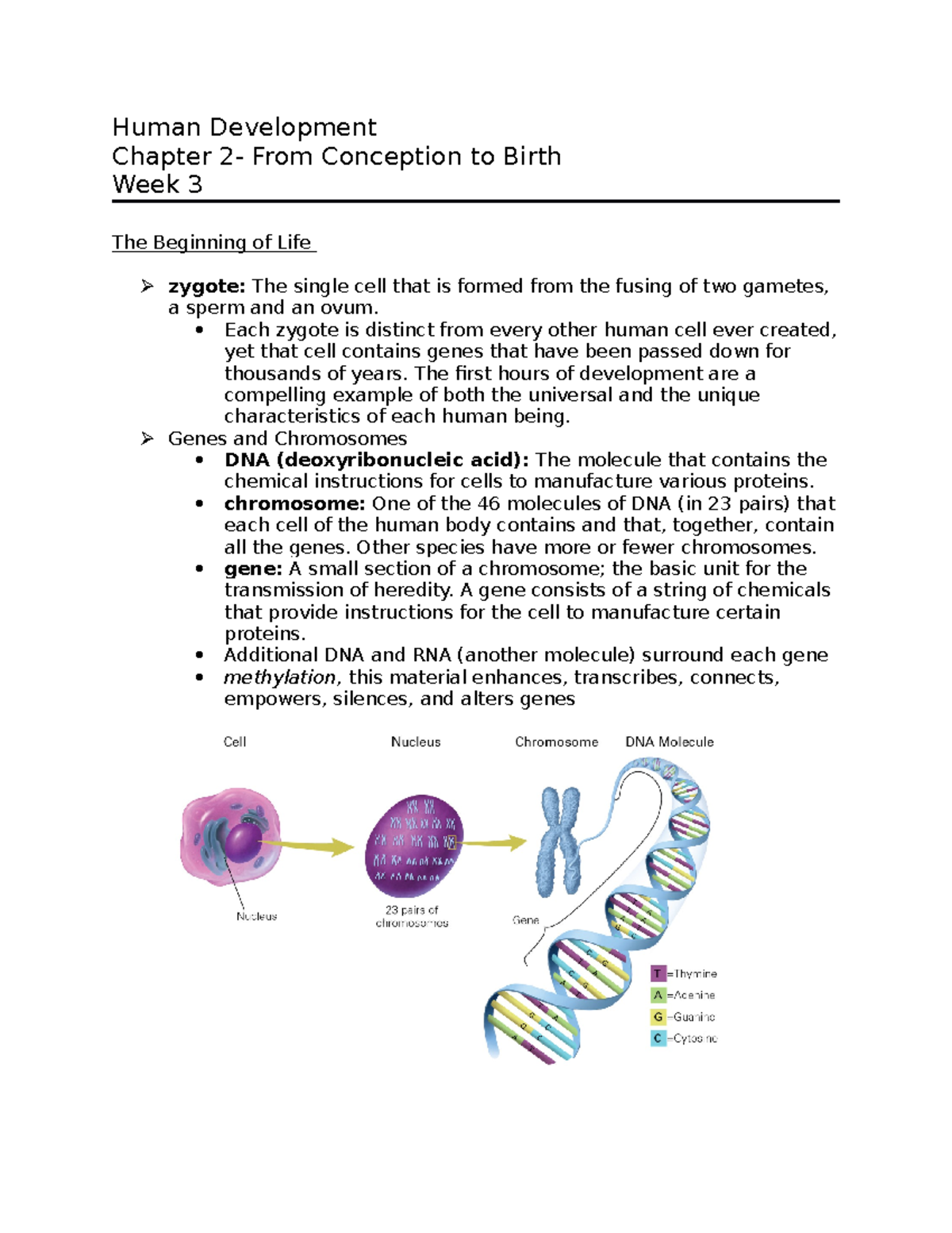 Human Development Chapter 2 (Autosaved) - Human Development Chapter 2 ...