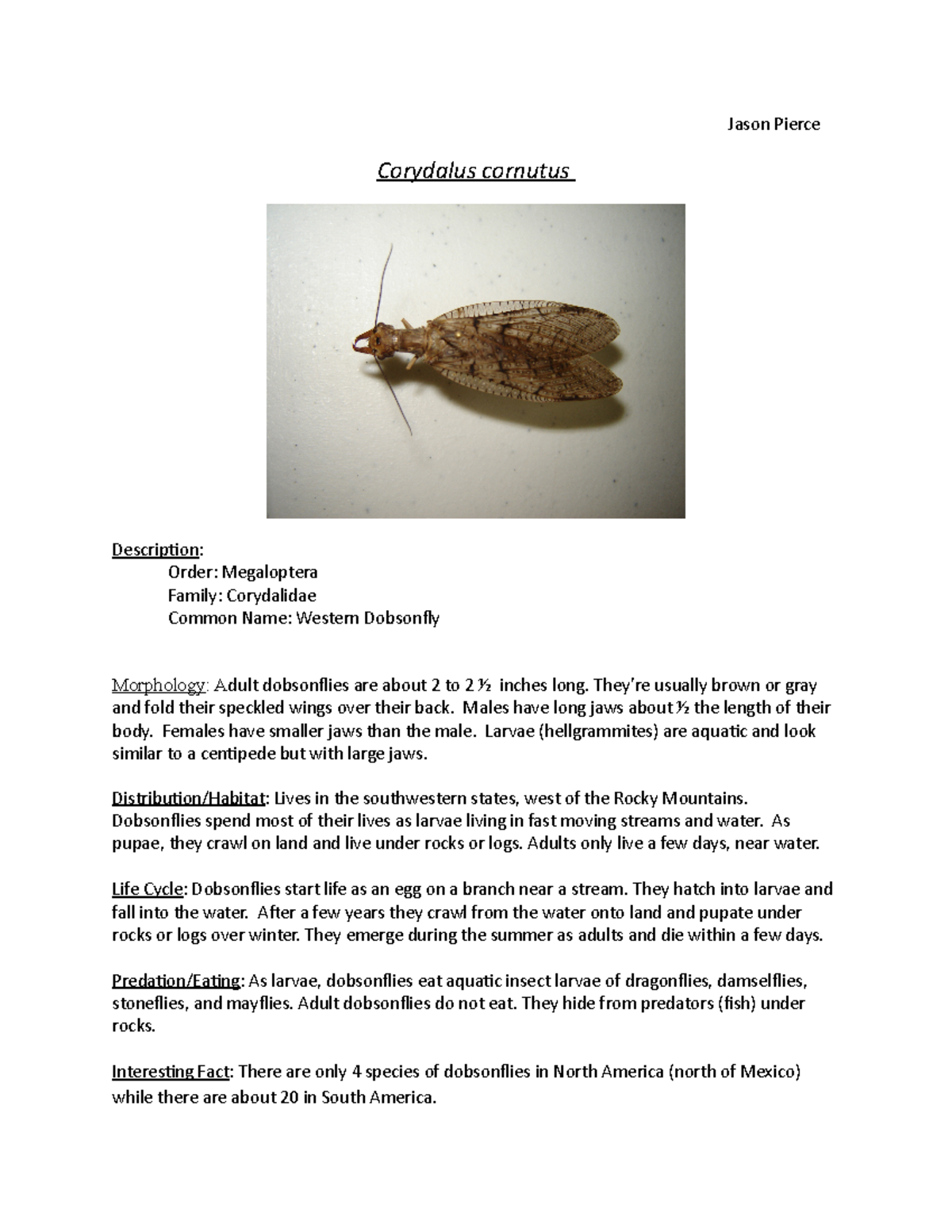Dobsonfly assignment insects useless - Jason Pierce Corydalus cornutus ...