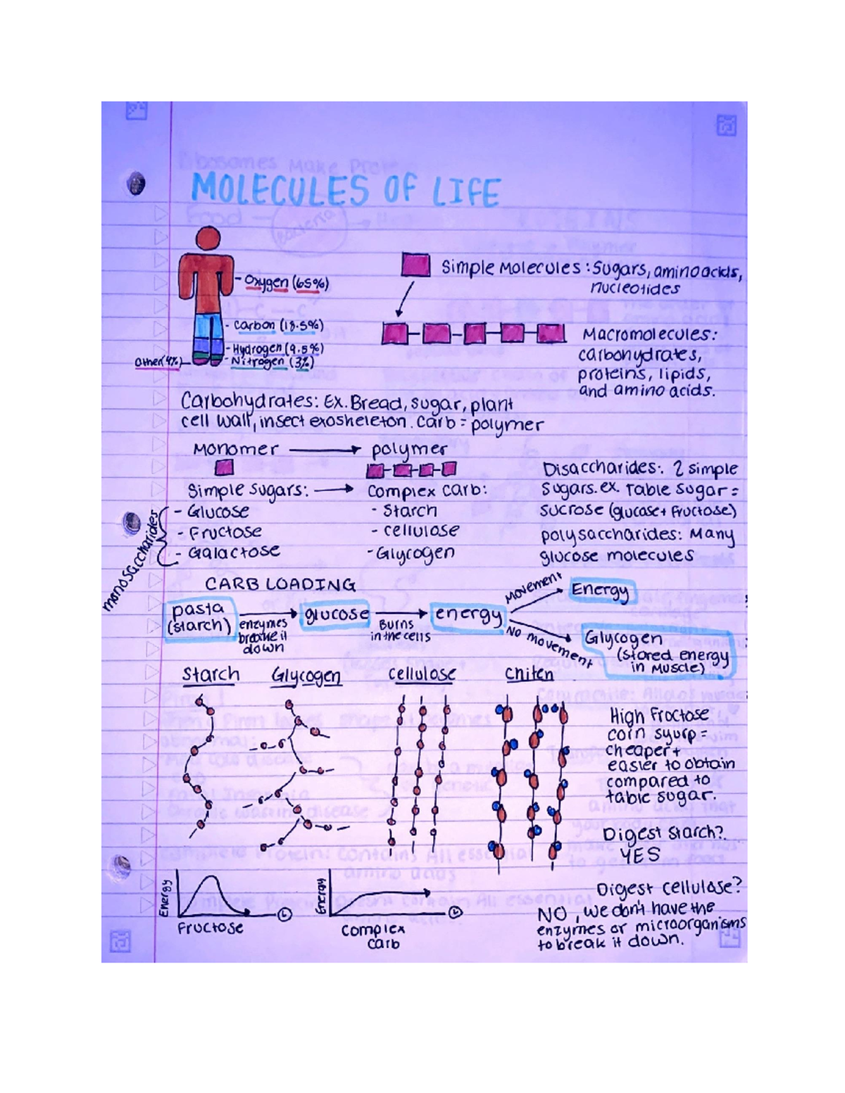 Molecules of Life - Sydha Salihu is my instructor for General Biology ...