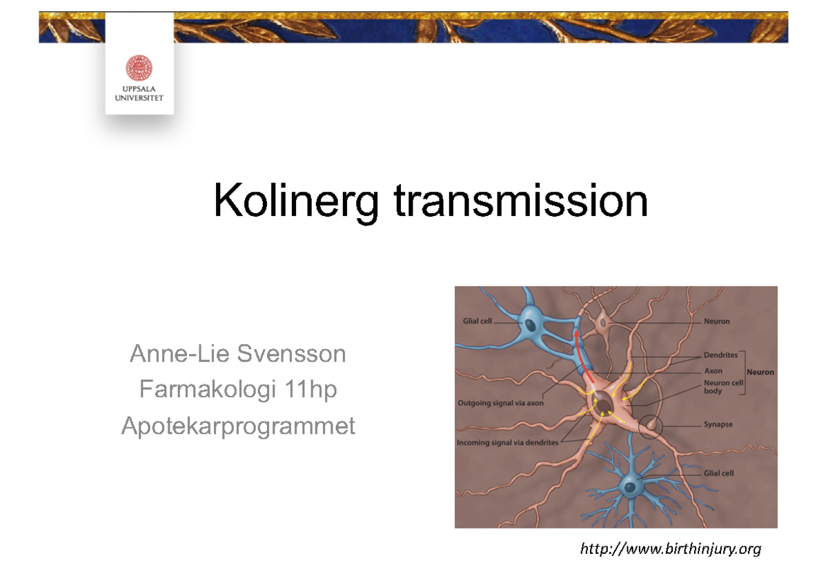 Föreläsning 1 - Perifera nervsystemet del 3a. Kolinerg transmission ...