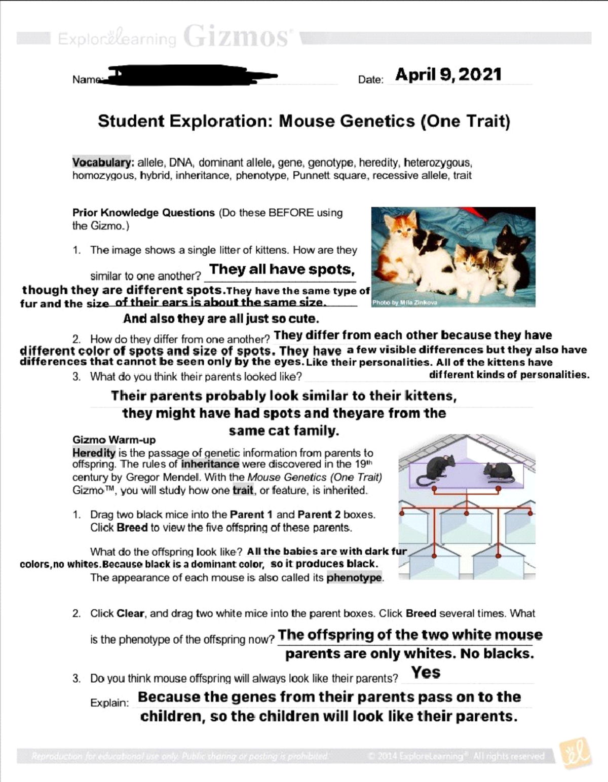 Mouse Genetics - SBI3C1 Biology 11 - Ginuos v Name: April 9, 2021 ...
