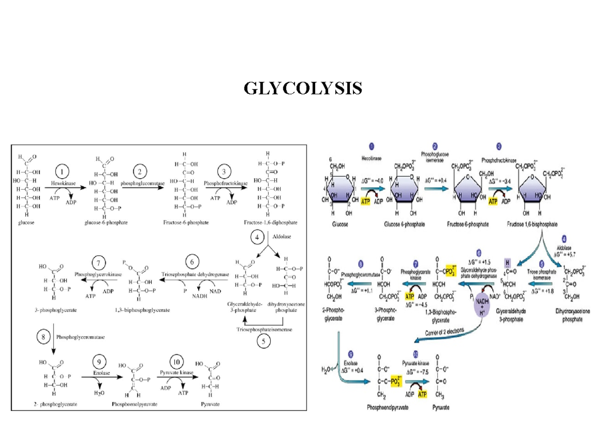 Biochimic - MAnagement - GLYCOLYSIS KREB CYCLE - Studocu