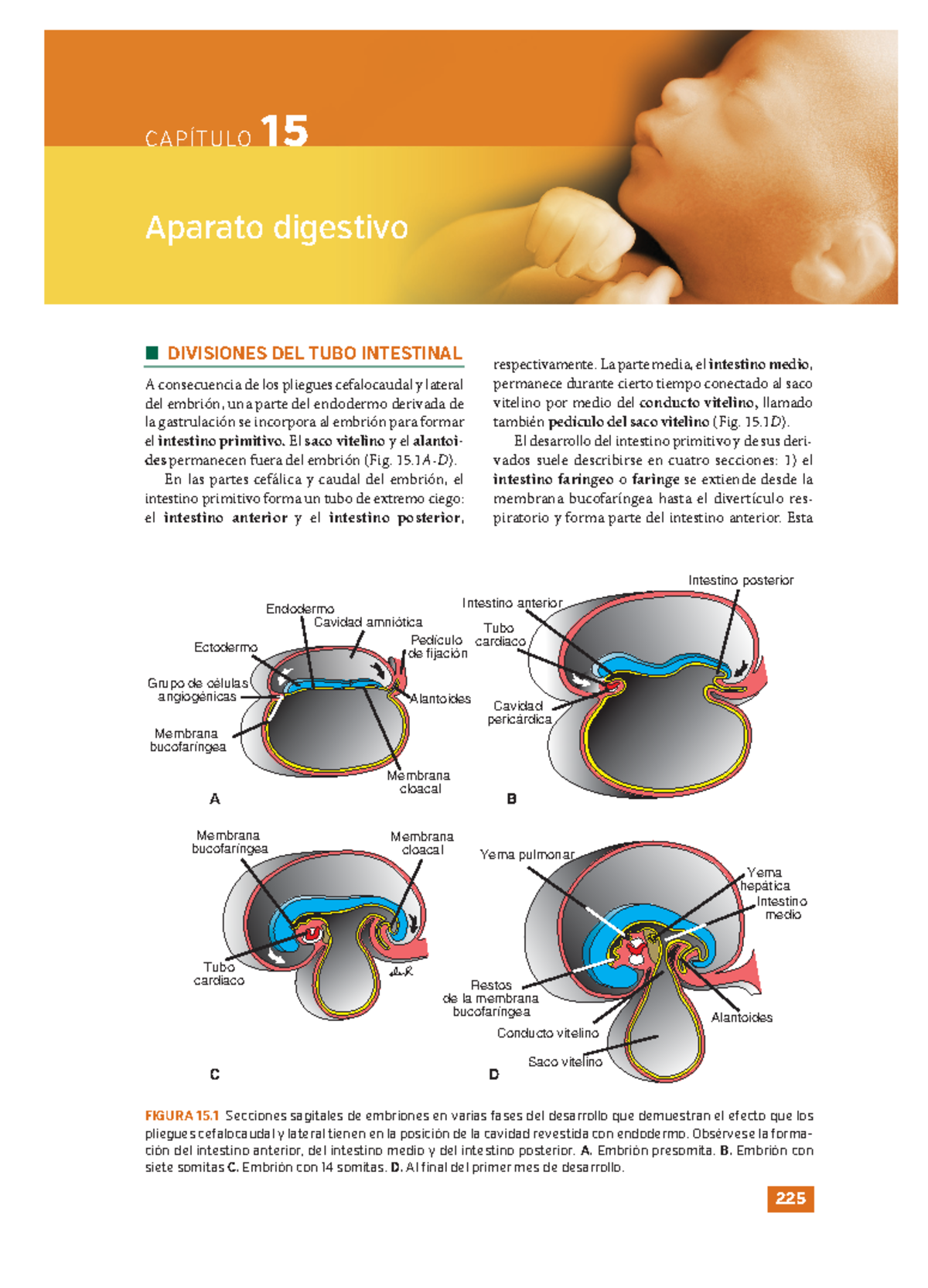 Tubo digestivo - ####### 225 CAPÍTULO 15 Aparato digestivo n DIVISIONES ...