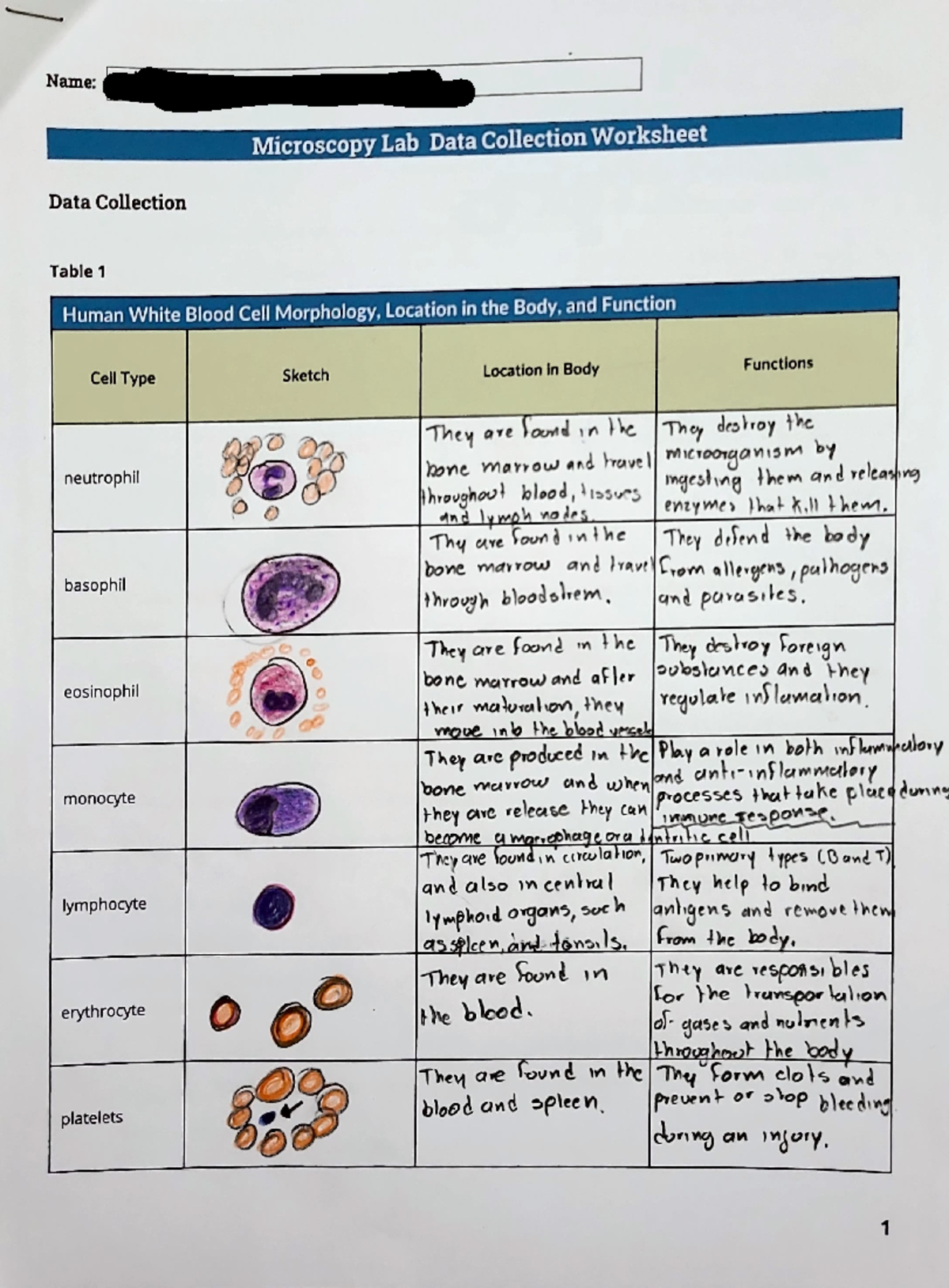 Microscopy worsheet - Nane Honaerrat mlloMocecoa Microscopy Lab Data ...