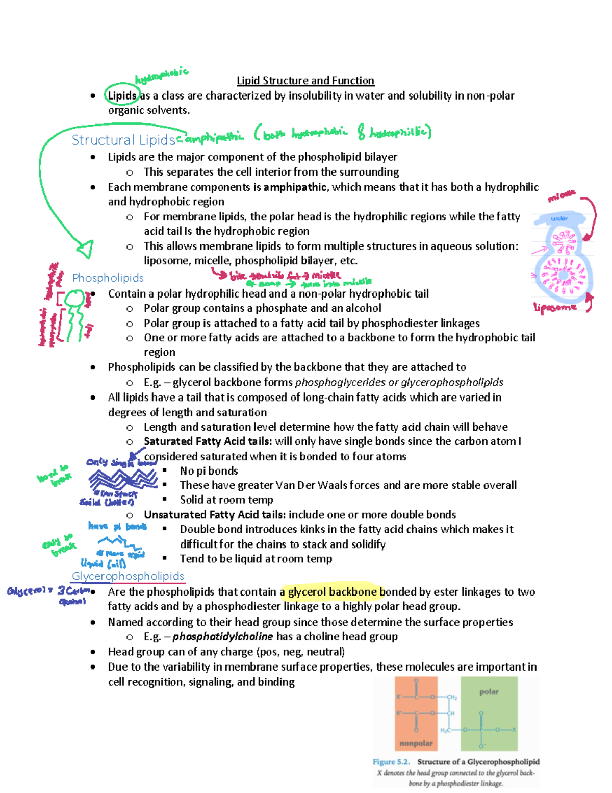 Copy of 5-Lipid Structure and Function - Lipid Structure and Function x ...