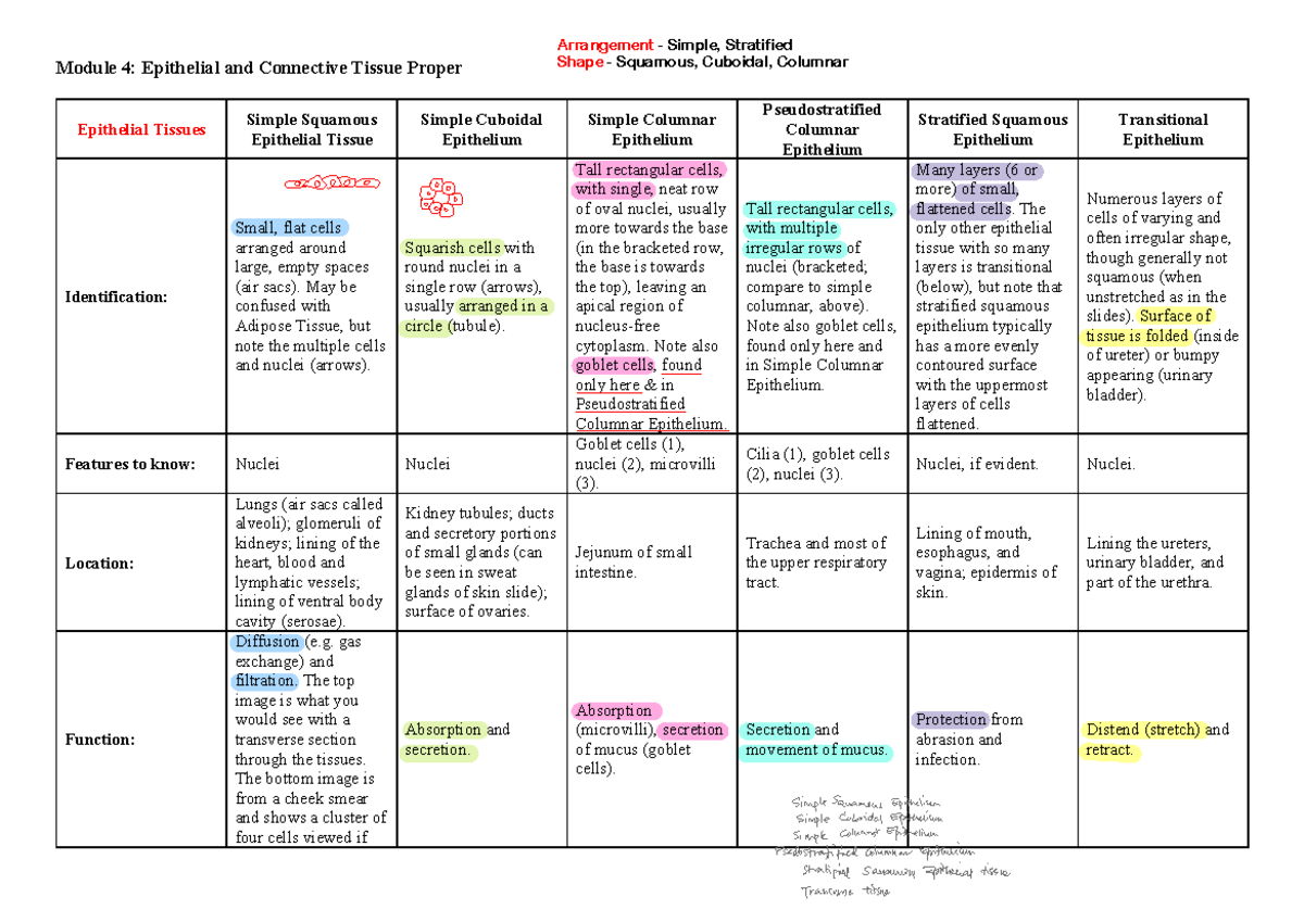 Module 4, Epithelial and Connective Tissues - Module 4: Epithelial and ...