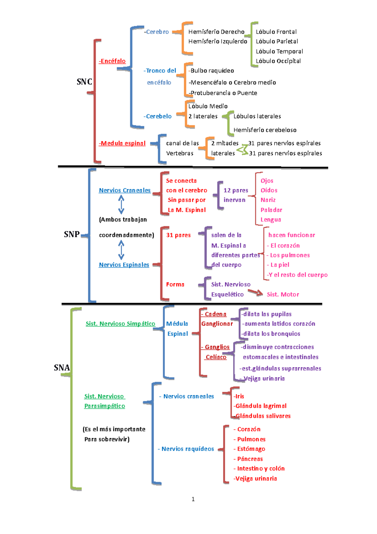 Bloque 3 ejercicio esquema SNC SNP y SNA - Cerebro Hemisferio Derecho Lóbulo Frontal Hemisferio ...