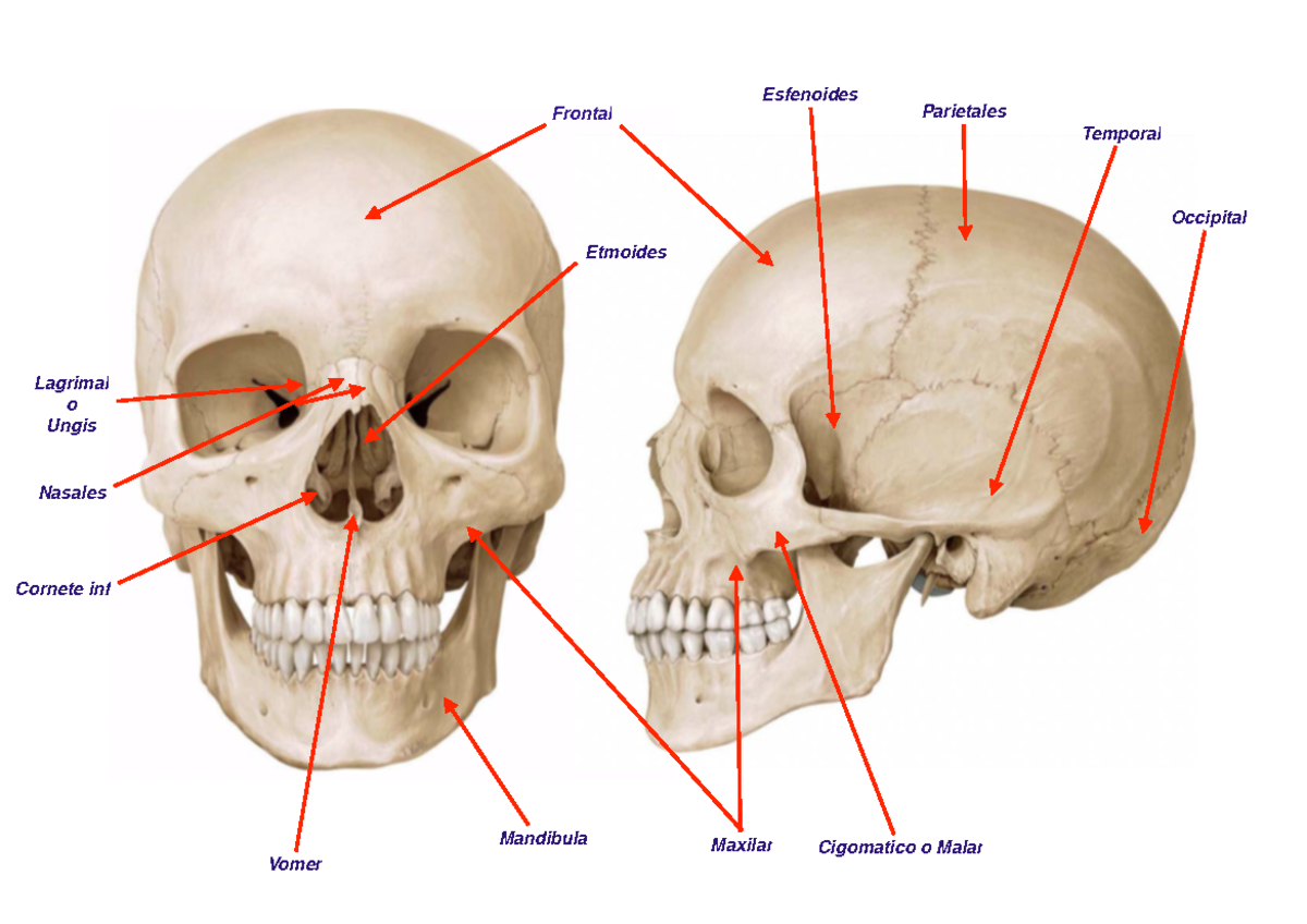 Pratiche anatomía aggiuntive seminari - ####### Frontal Parietales ...