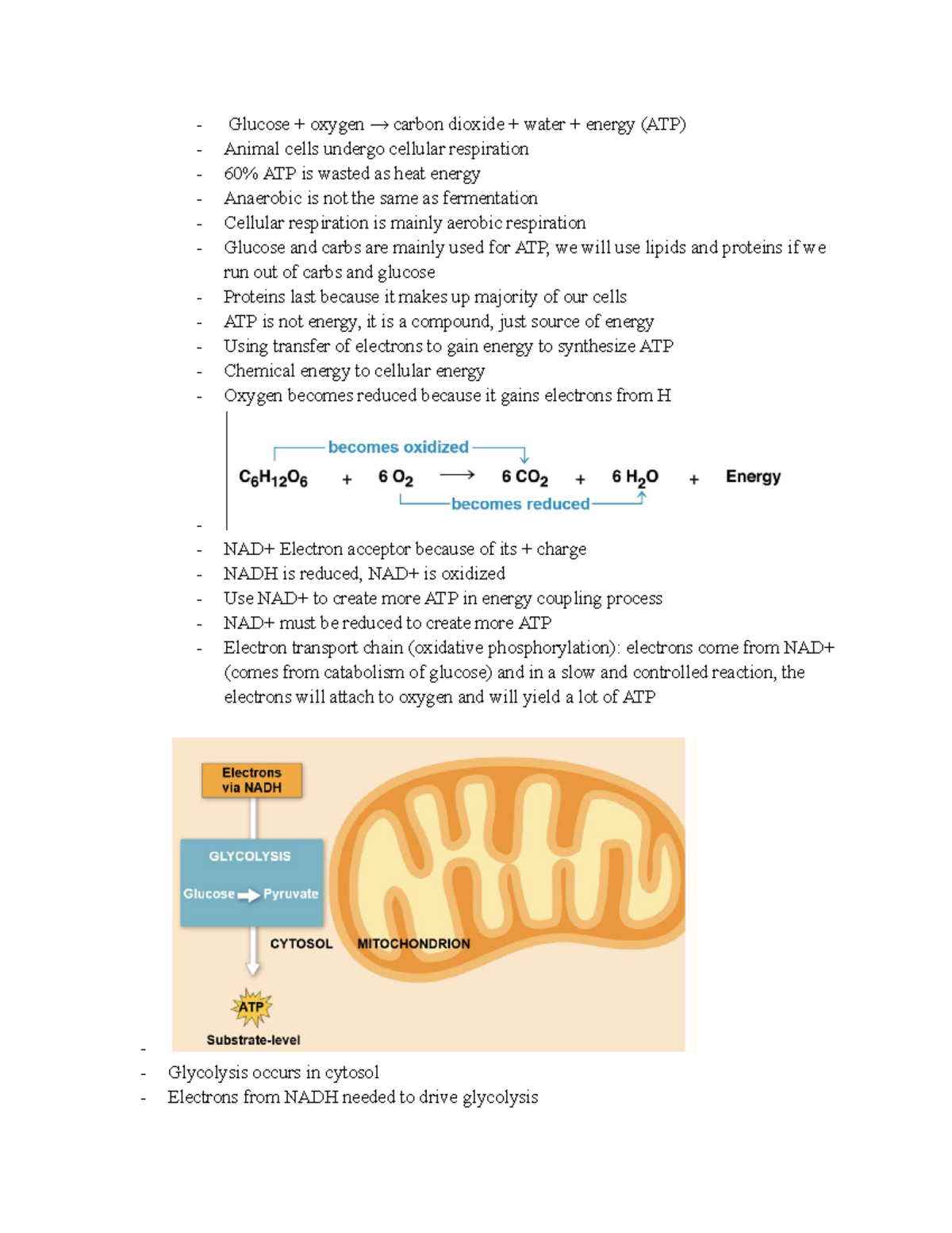 Cell Respiration - All cycles: glycolysis, pyruvate oxidation, Krebs ...