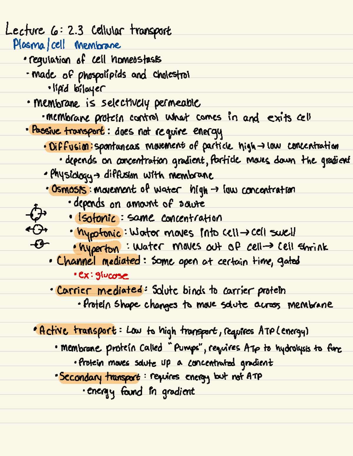 Bio 141 Notes- Cellular Transport - Lecture 6: 2 cellular transport ...