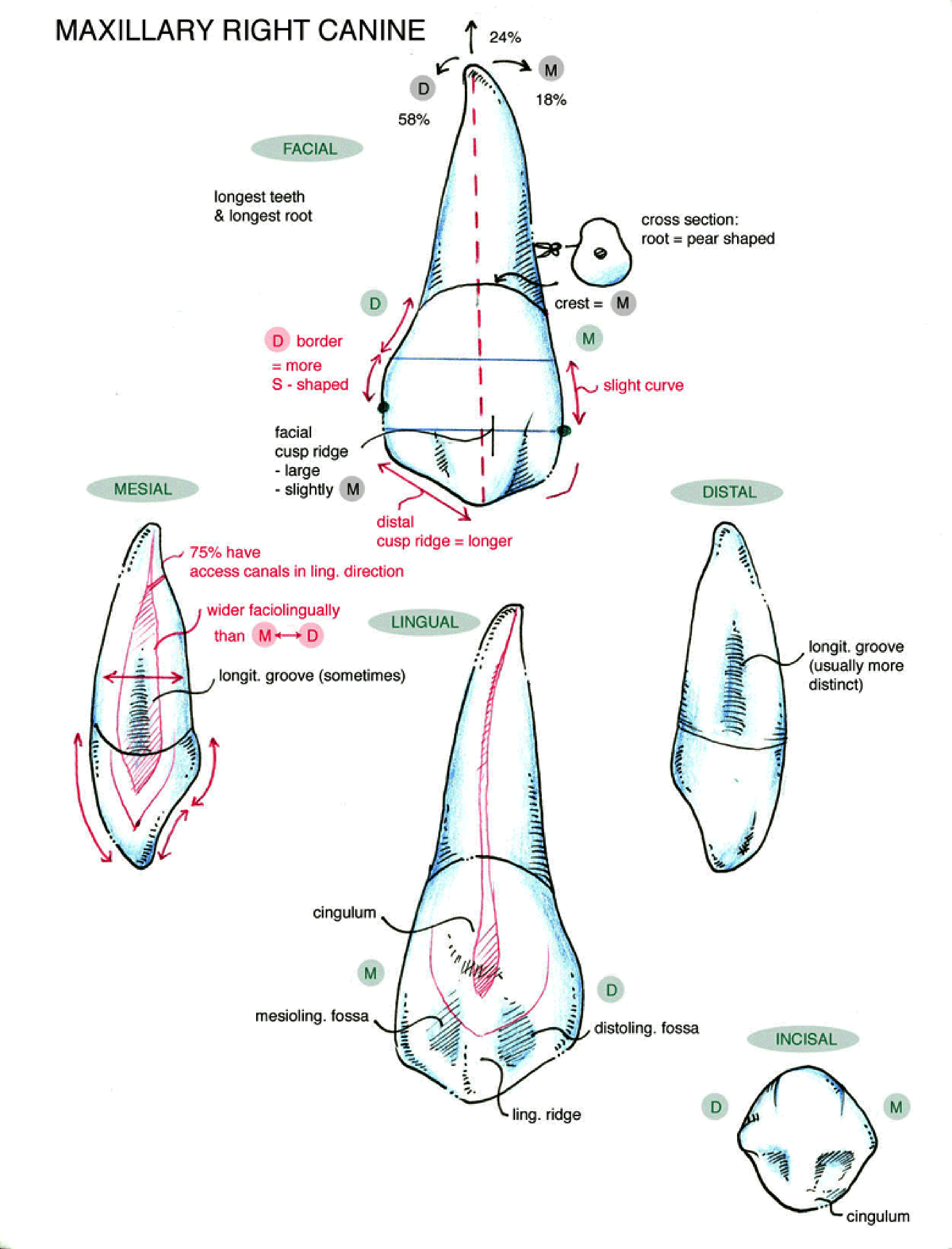 Maxillary-right-canine - MAXILLARY RIGHT CANINE M D FACIAL longest ...
