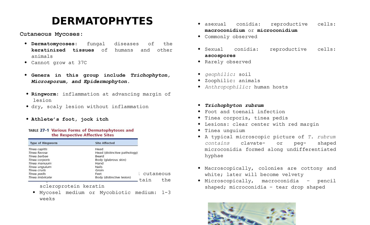 Lecture No. 2 Dermatophytes - DERMATOPHYTES Cutaneous Mycoses ...