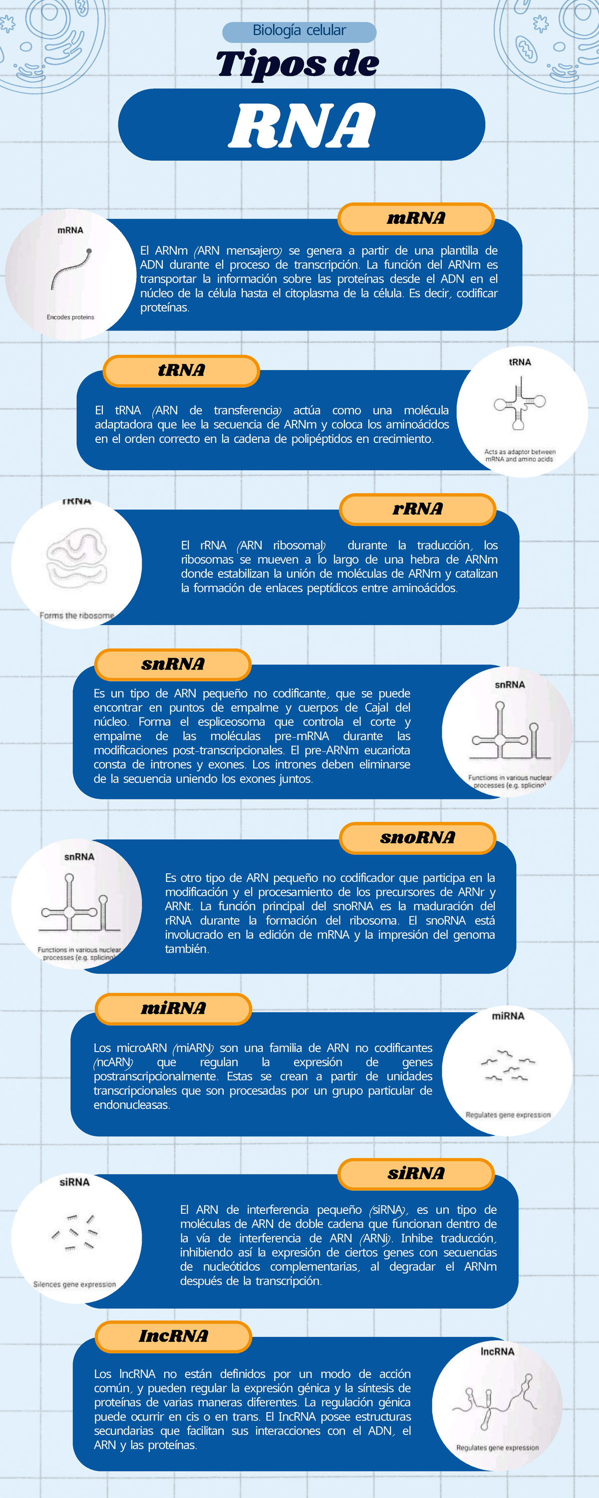 Tipos DE RNA - Tipos de rRNA snRNA snoRNA miRNA siRNA IncRNA tRNA mRNA ...