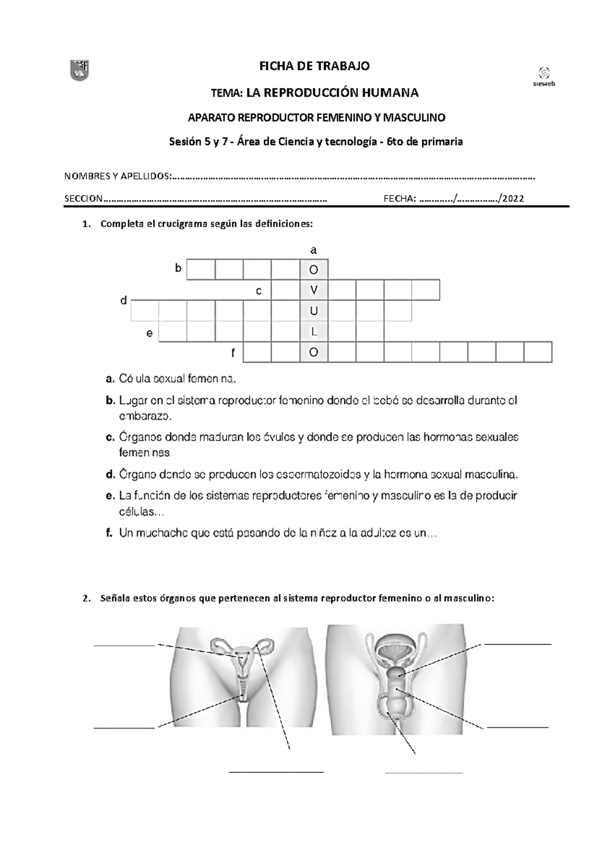 5. Ficha de trabajo - FICHA DE TRABAJO TEMA: LA REPRODUCCIÓN HUMANA ...