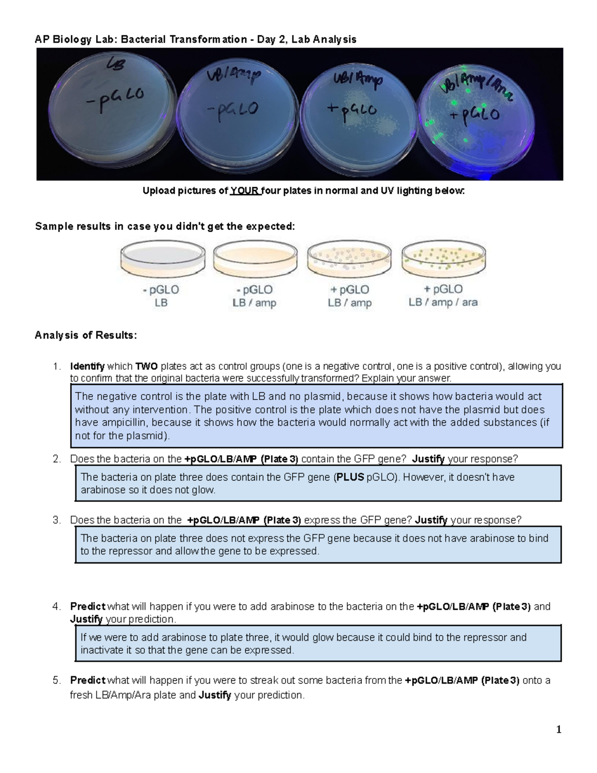 p GLO Lab Analysis 2024 - AP Biology Lab: Bacterial Transformation ...