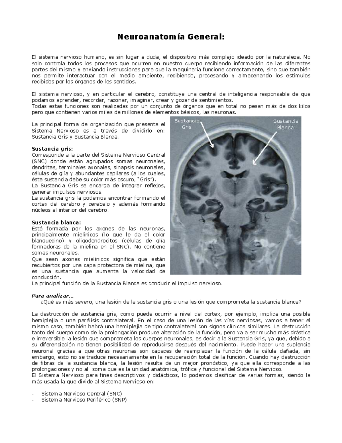 Neuroanatomia básica del cerebro UAD - - Studocu