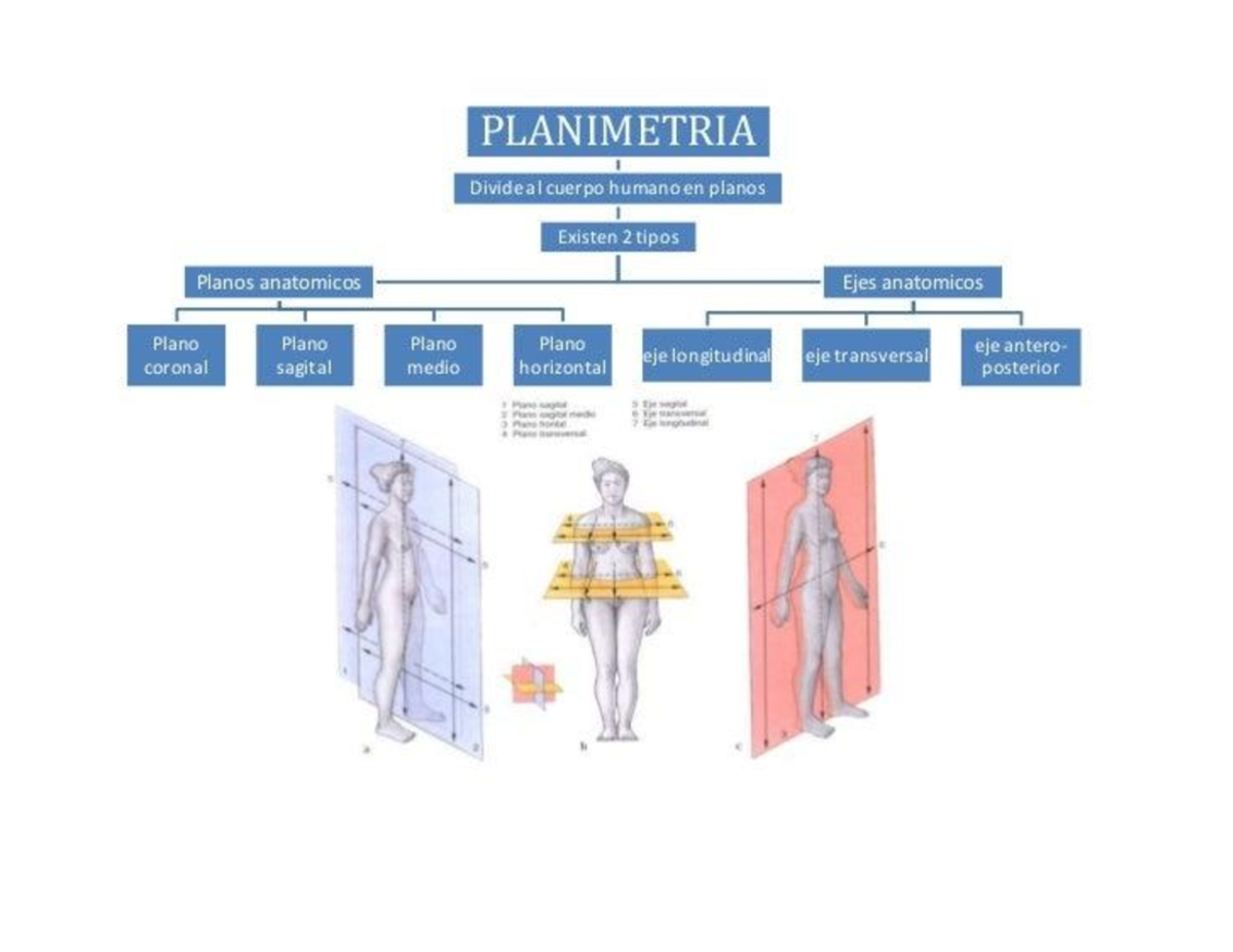 Mapas ddd - Fisiologia - Studocu