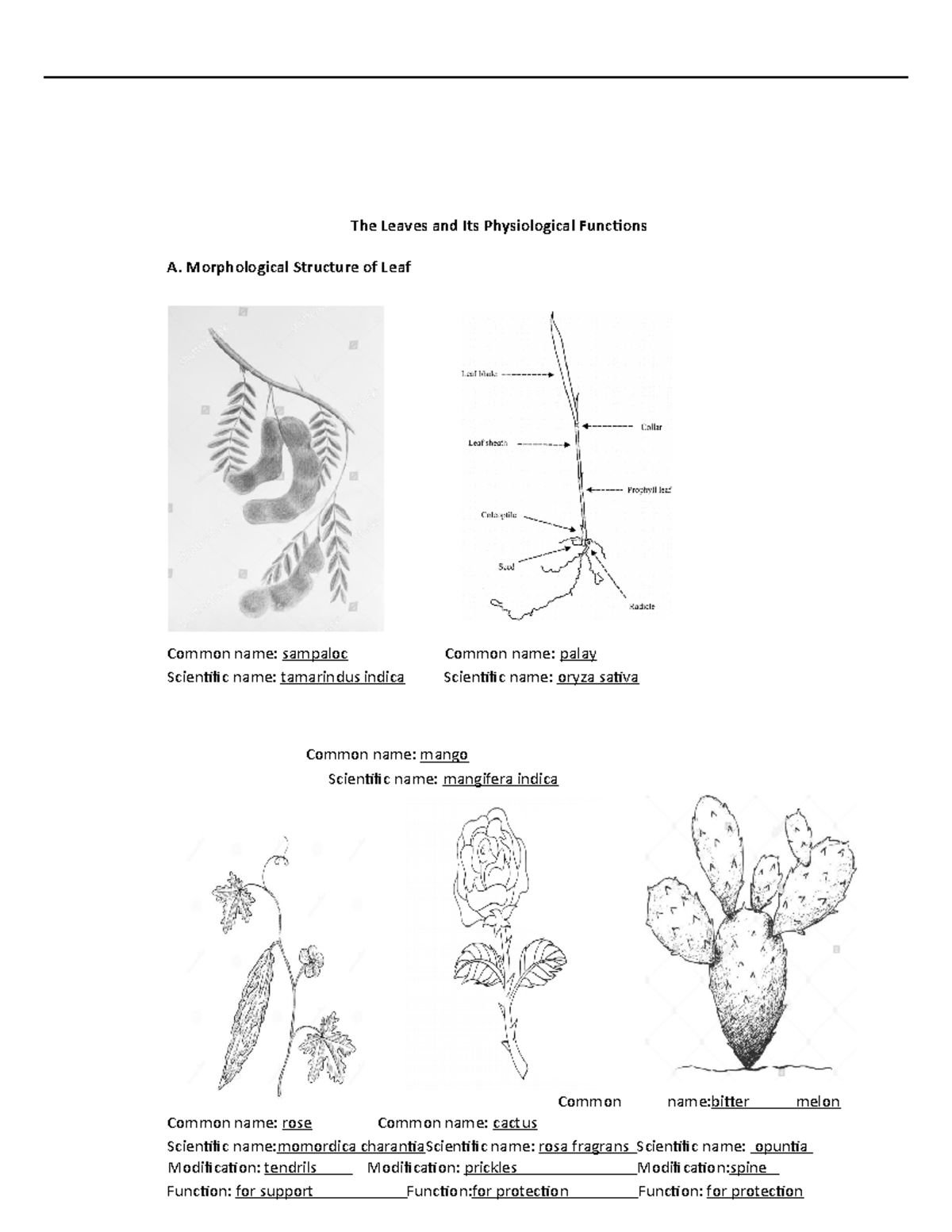 Act 8 The Leaves Laboratory Report Copy - The Leaves and Its ...
