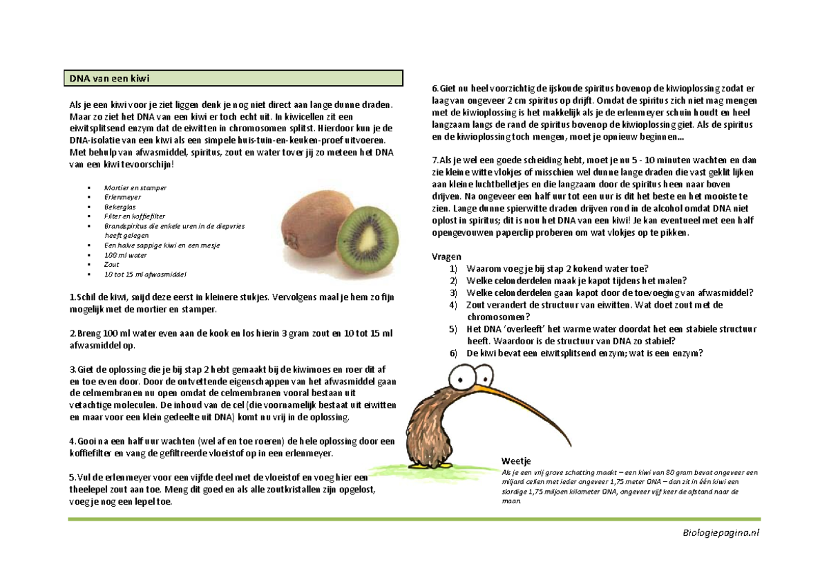 DNA van een kiwi - Foto van DNA kiwi isoleren - Biologiepagina DNA van ...