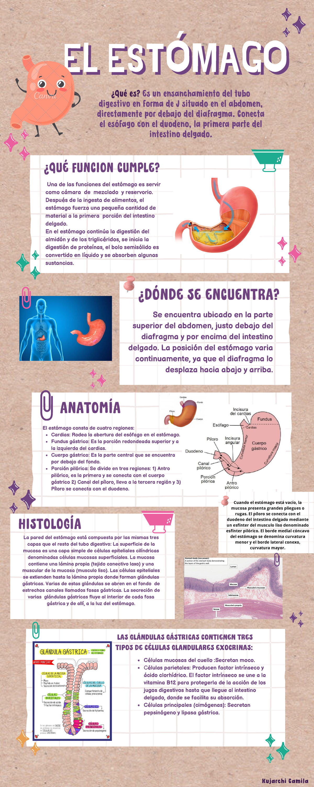 Infografía 2.0 - humana - EL ESTÓMAGO EL ESTÓMAGO El estómago consta de ...