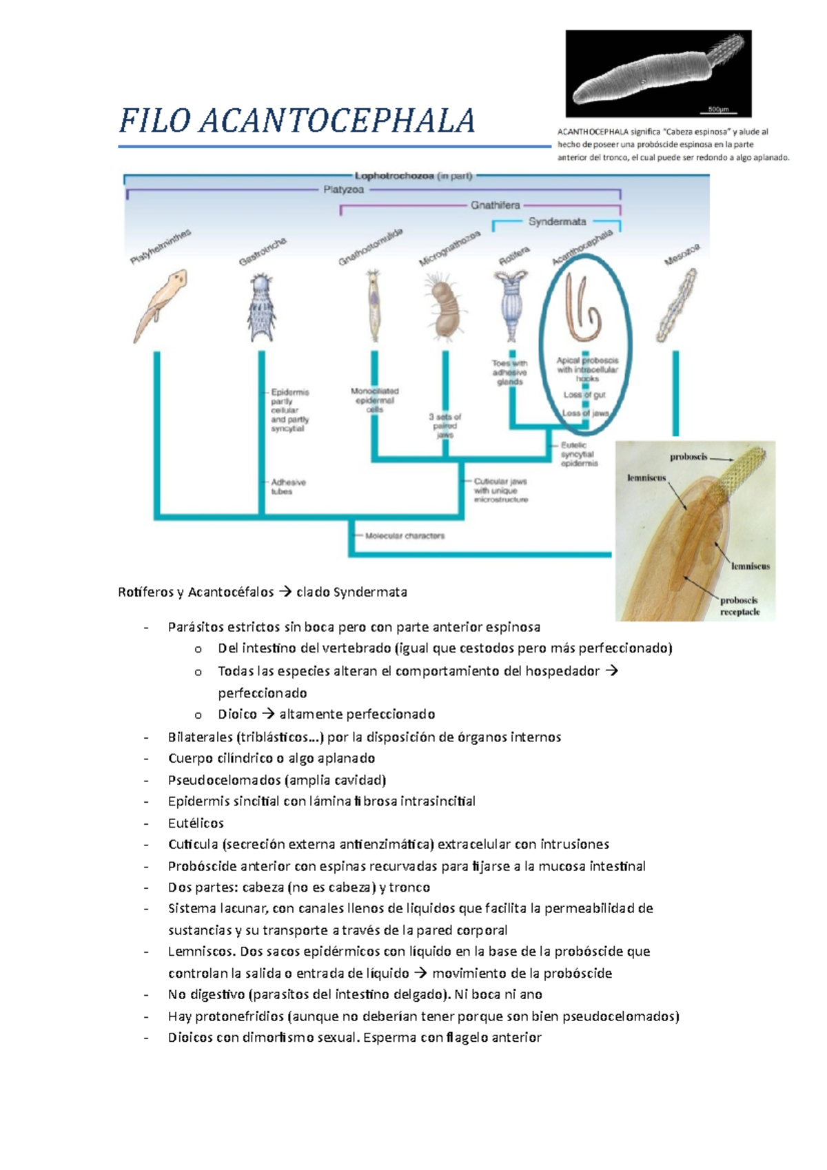 Filo Acanthocephala - FILO ACANTOCEPHALA Rotíferos y Acantocéfalos ...
