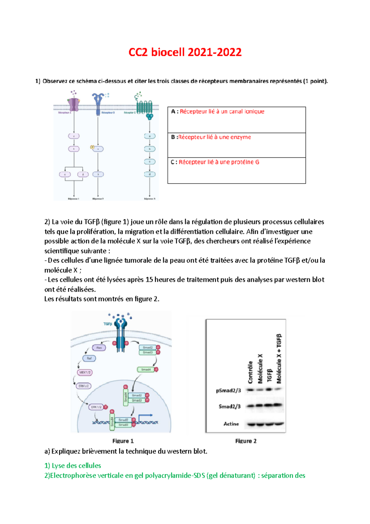 CC2-biocell-résumé - CC2 biocell 2021- La voie du TGFβ (figure 1) joue un rôle dans la ...