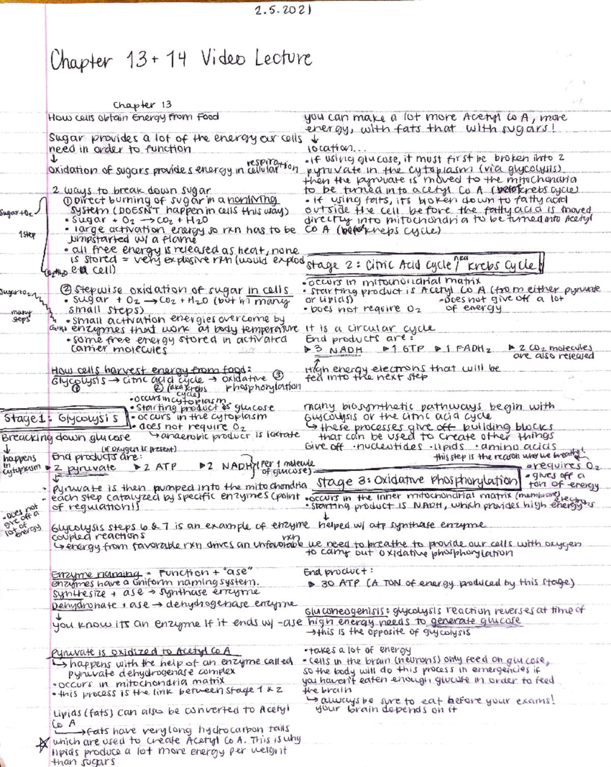 Cell Biology Lecture Notes for Chapters 13, 14, 4 - BIOL 300 - Studocu