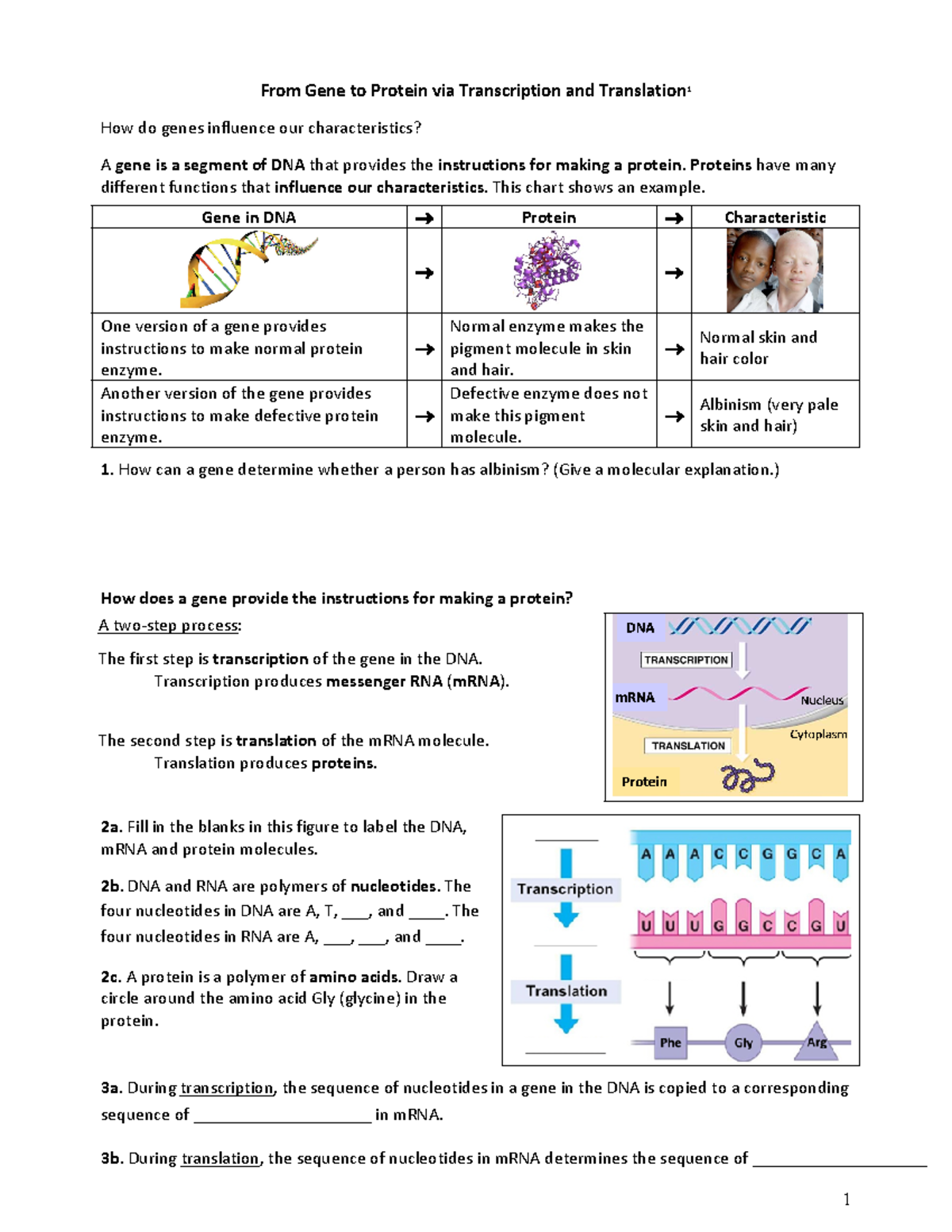 Print transcription and translation worksheet - From Gene to Protein ...