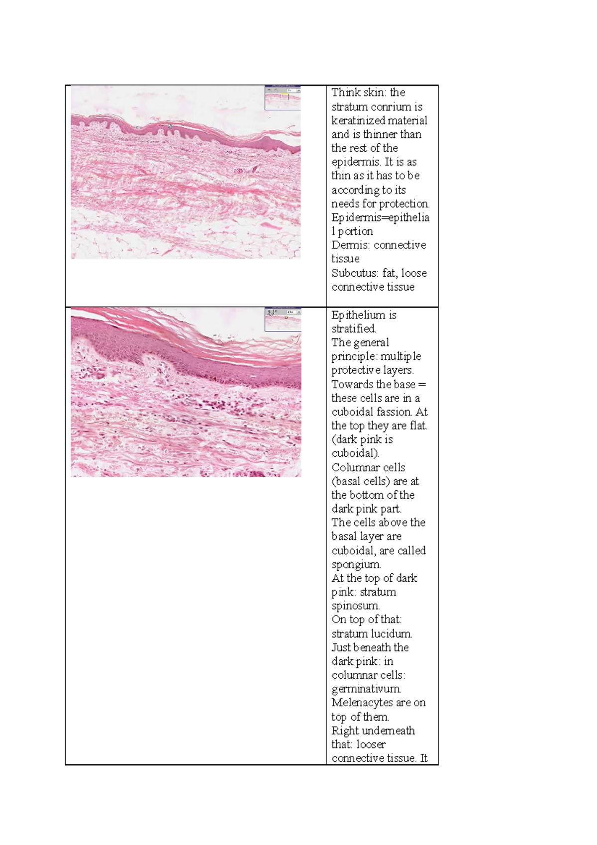 Epidermis - huid: filmpjes shotgun histology - Think skin: the stratum ...
