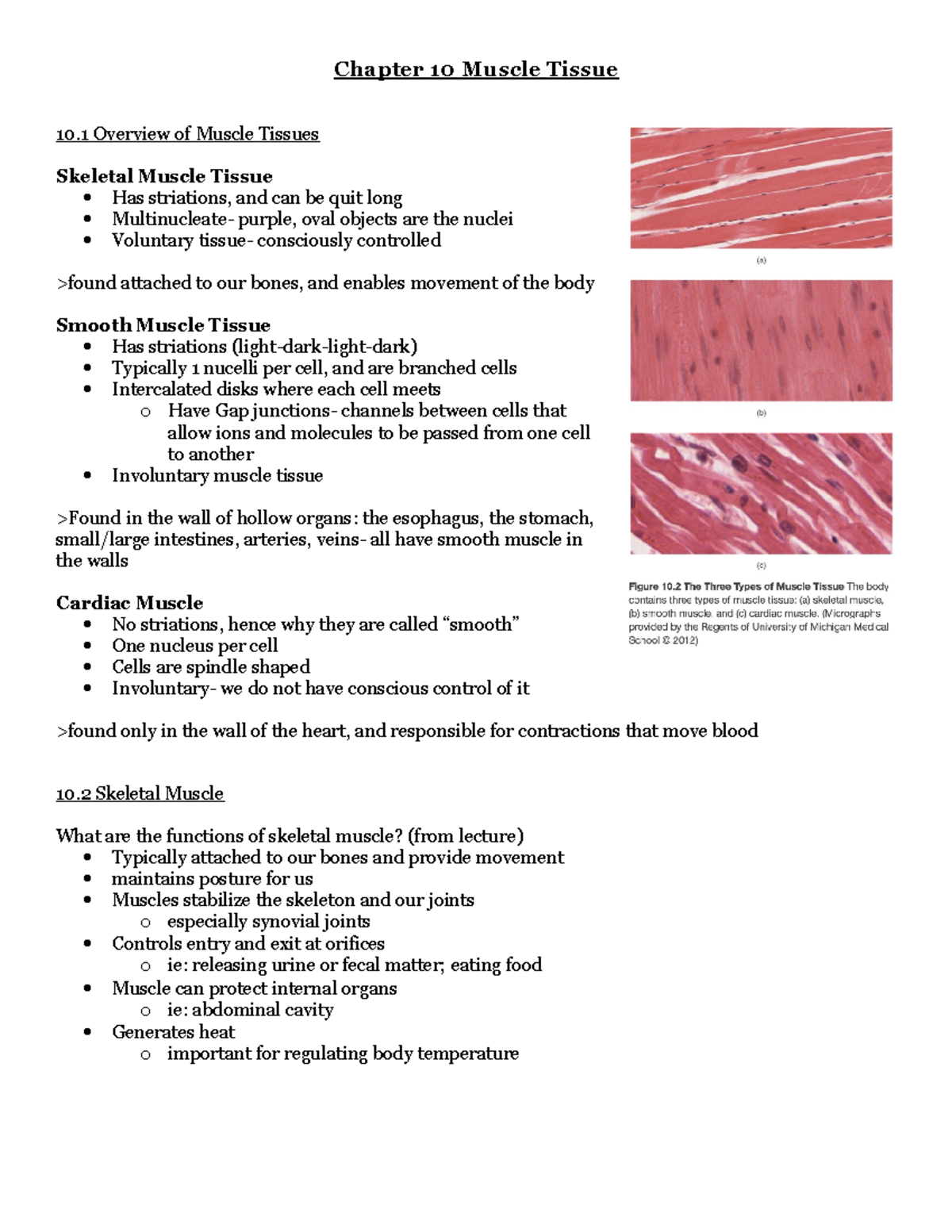 Ch 10 Outline Muscle Tissue - Chapter 10 Muscle Tissue 10 Overview of ...