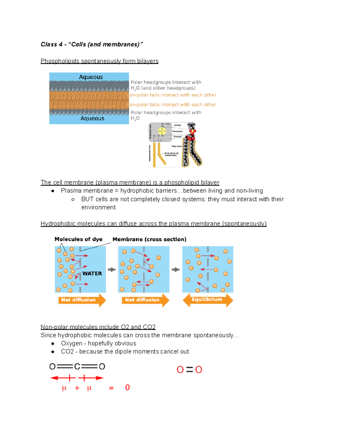 Lecture #4 - Class 4 - “Cells (and membranes)” Phospholipids ...
