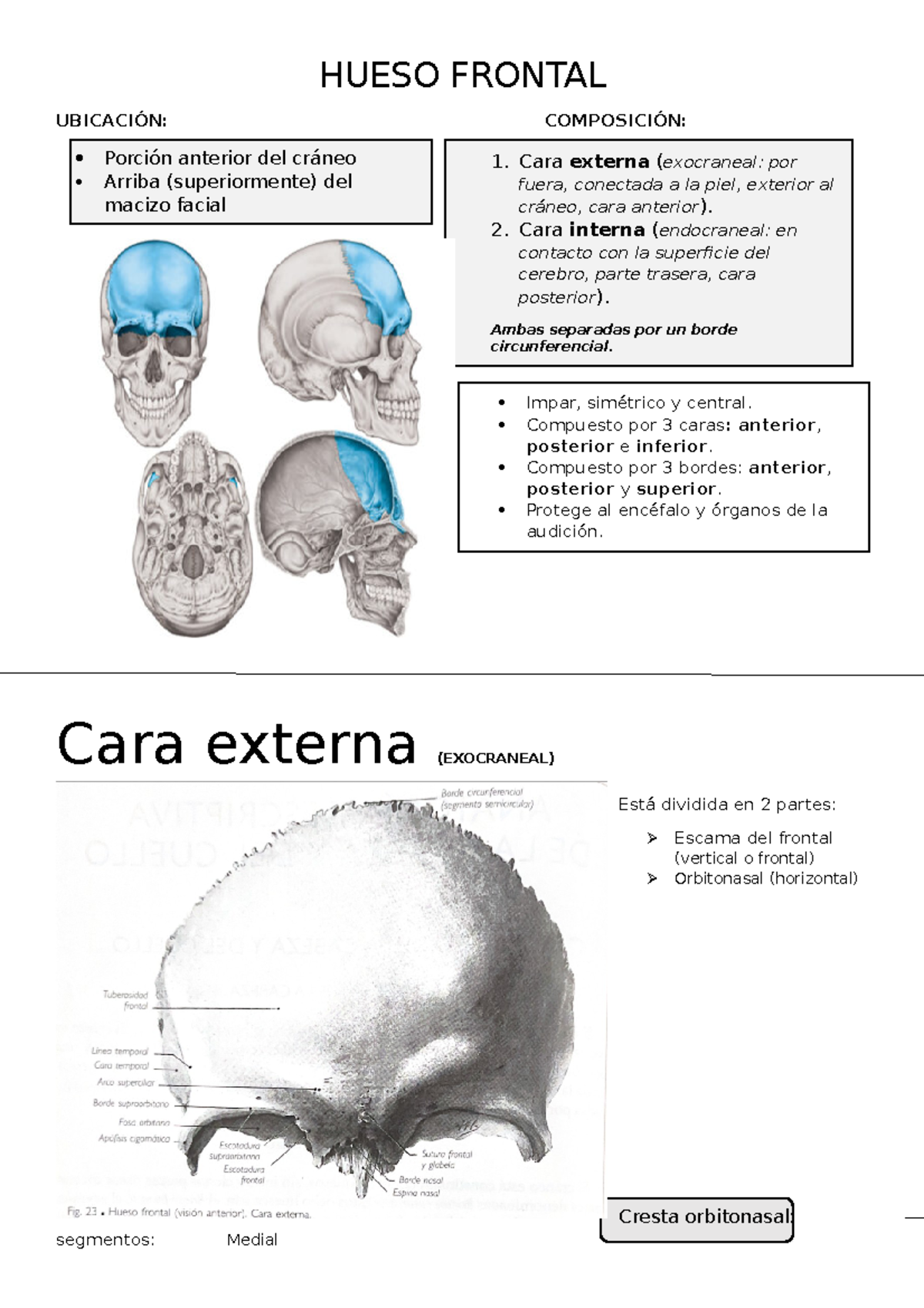 Hueso Frontal - Rouvière, H., Anatomía Humana Descriptiva, topográfica ...