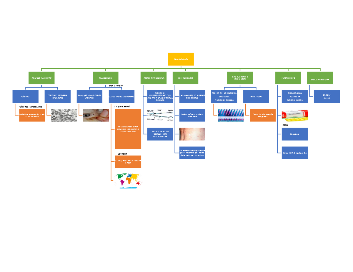 Bacterias Urinarias - Mapas conceptuales - Warning: TT: undefined function: 32 Warning: TT ...