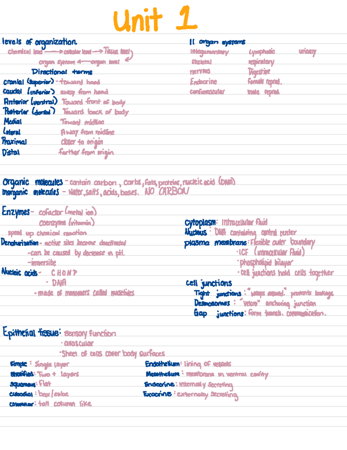 Unit 1 anatomy - Unit 1 - Unit 1 levels of organization 1 organ systems ...